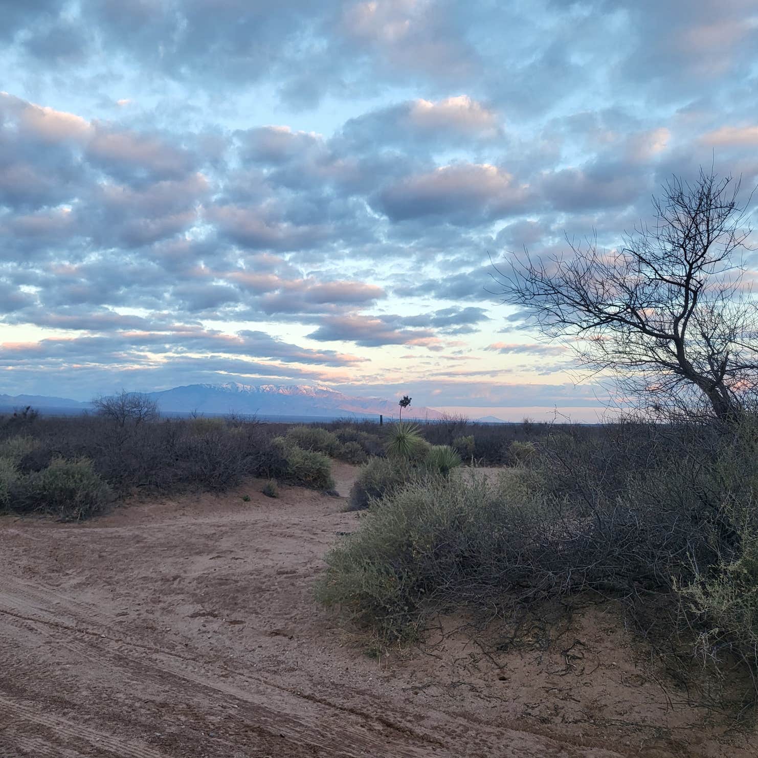 Hot Well Dunes Recreation Area Camping | Bowie, Arizona