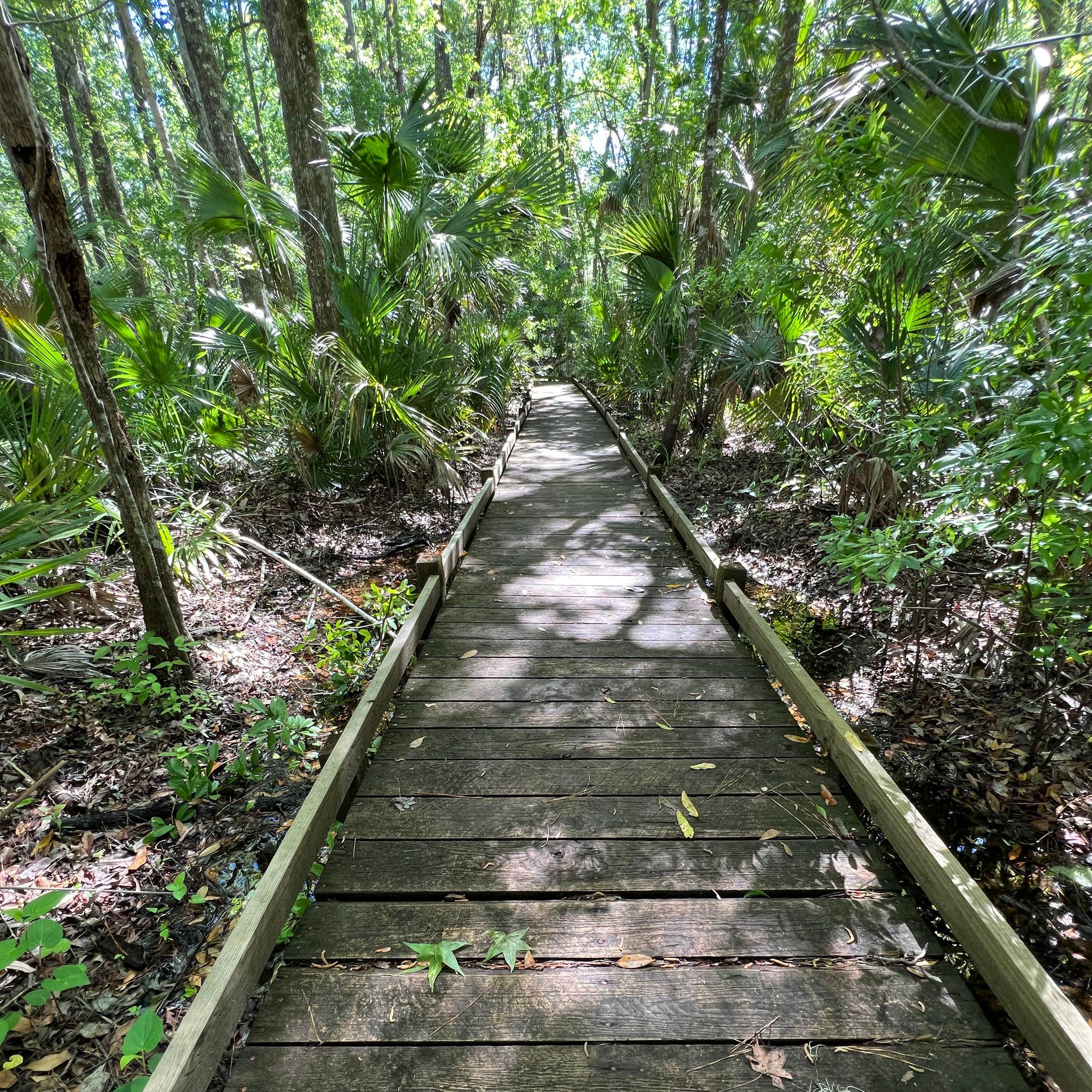Salt Springs Recreation Area Camping | Ft. mccoy, FL