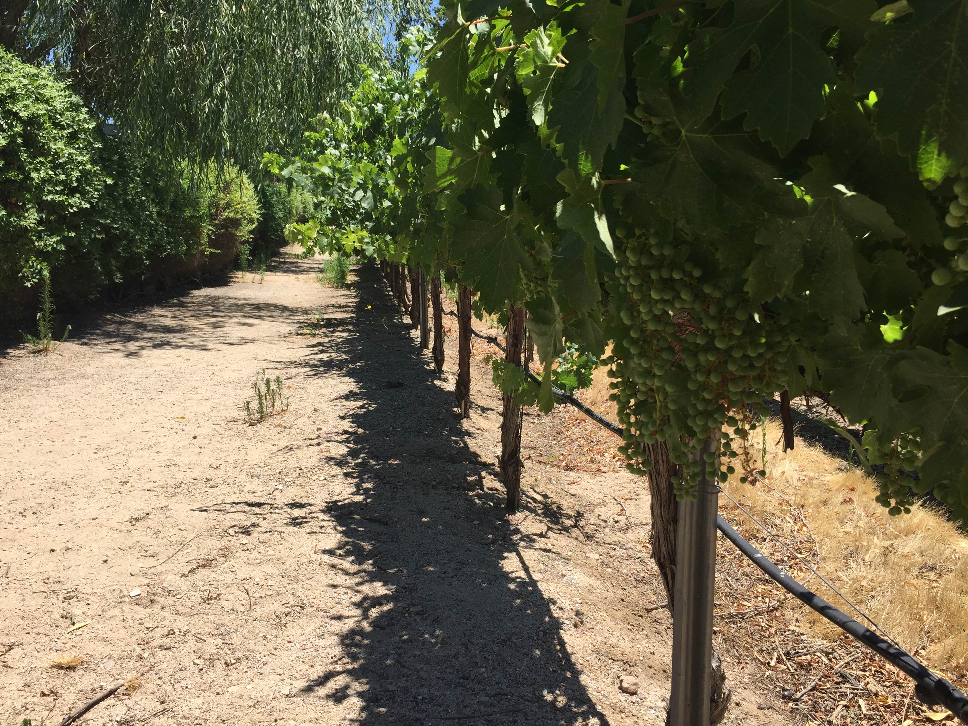 Wine Country RV Resort, A Sun RV Resort | Paso Robles, CA