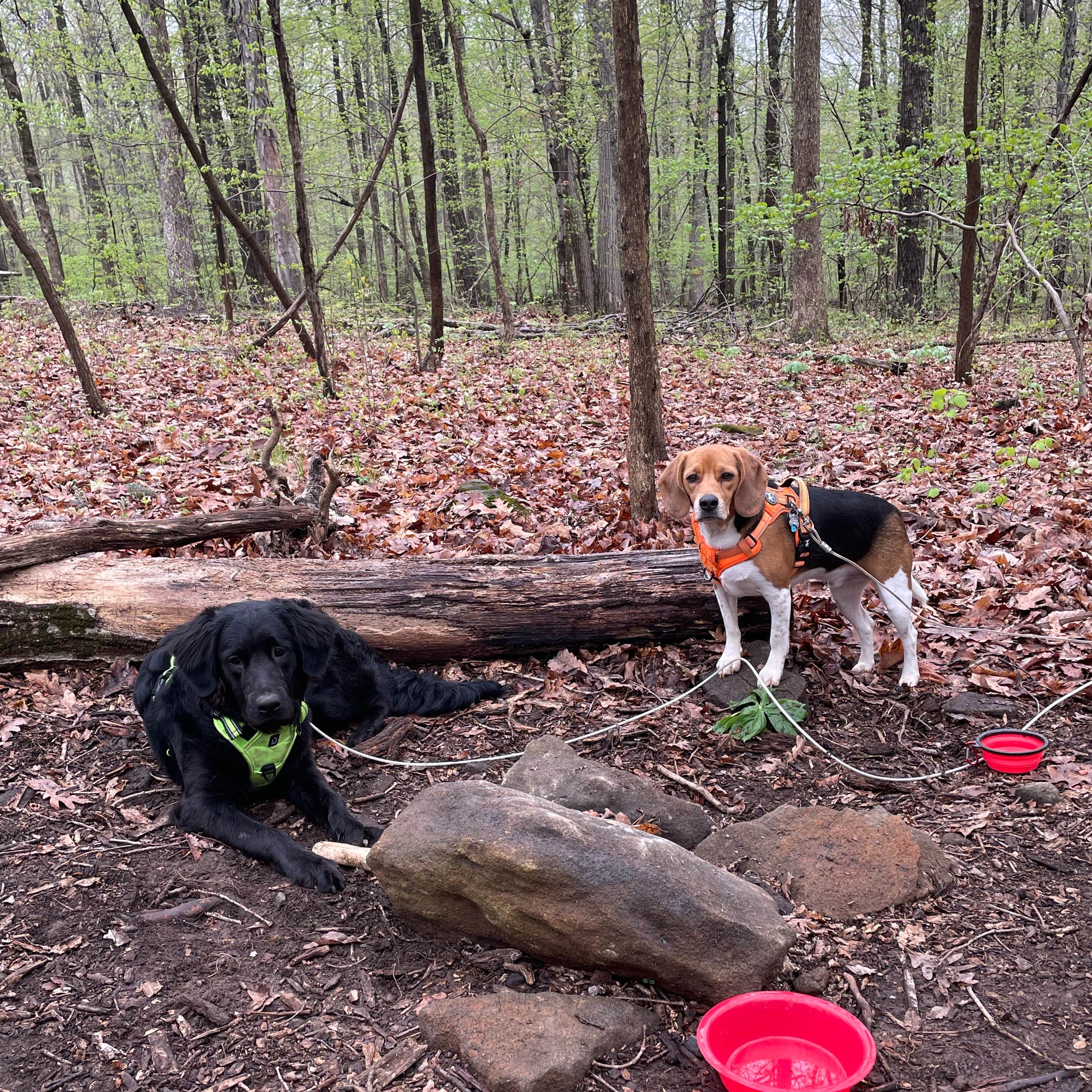 Ringing Rocks Family Campground | Kintnersville, Pennsylvania