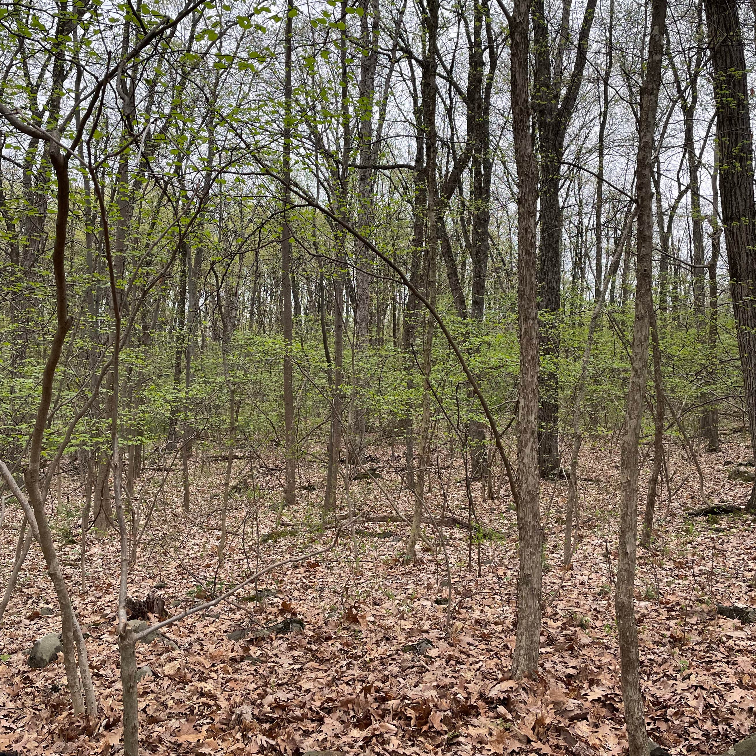 Ringing Rocks Family Campground | Kintnersville, Pennsylvania