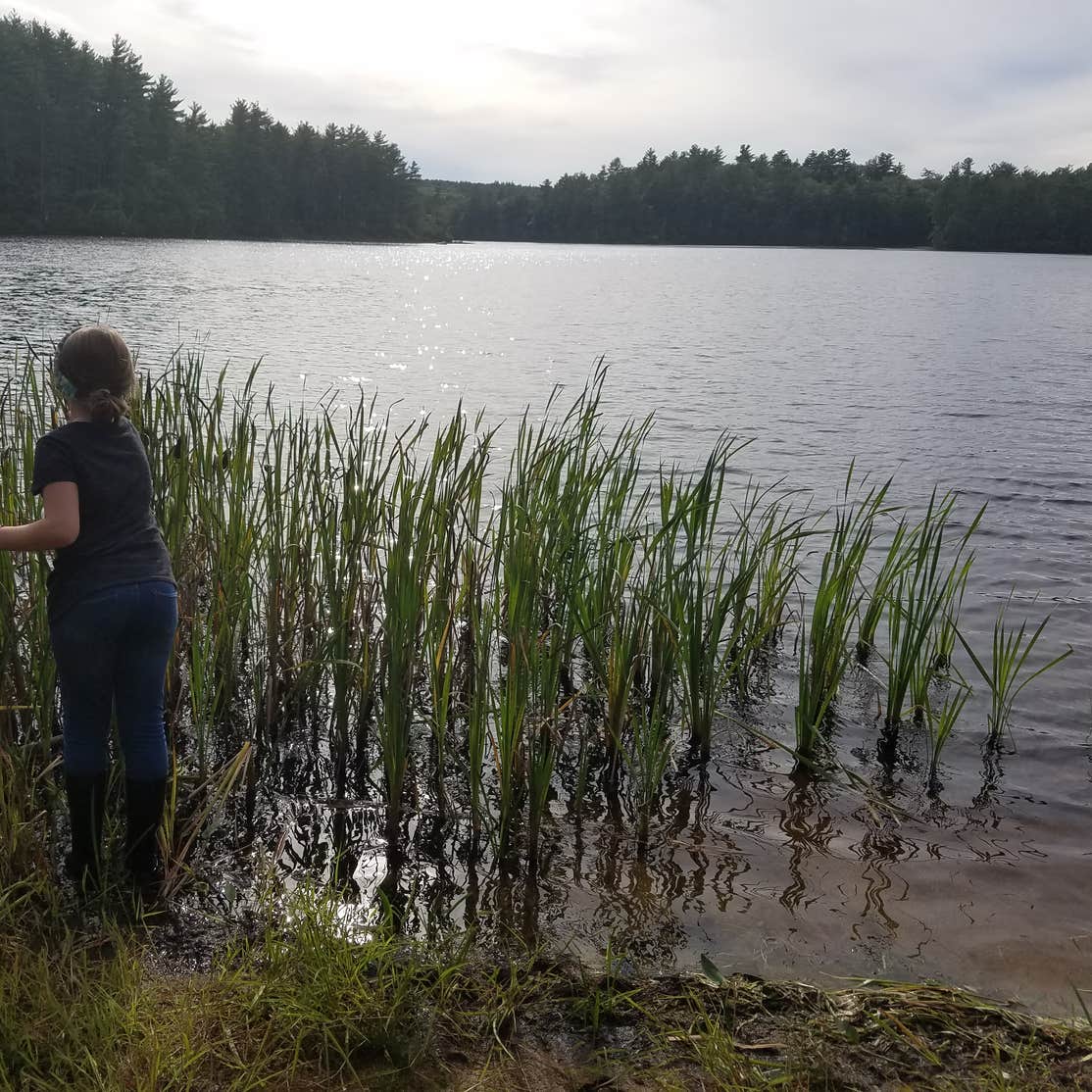 Bear Brook State Park Camping | The Dyrt