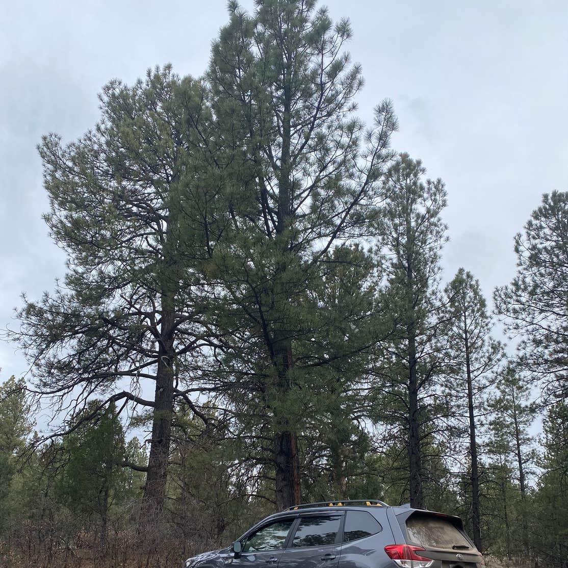 Carson NF - Forest Service Road 578 - Dispersed Camping | Carson ...