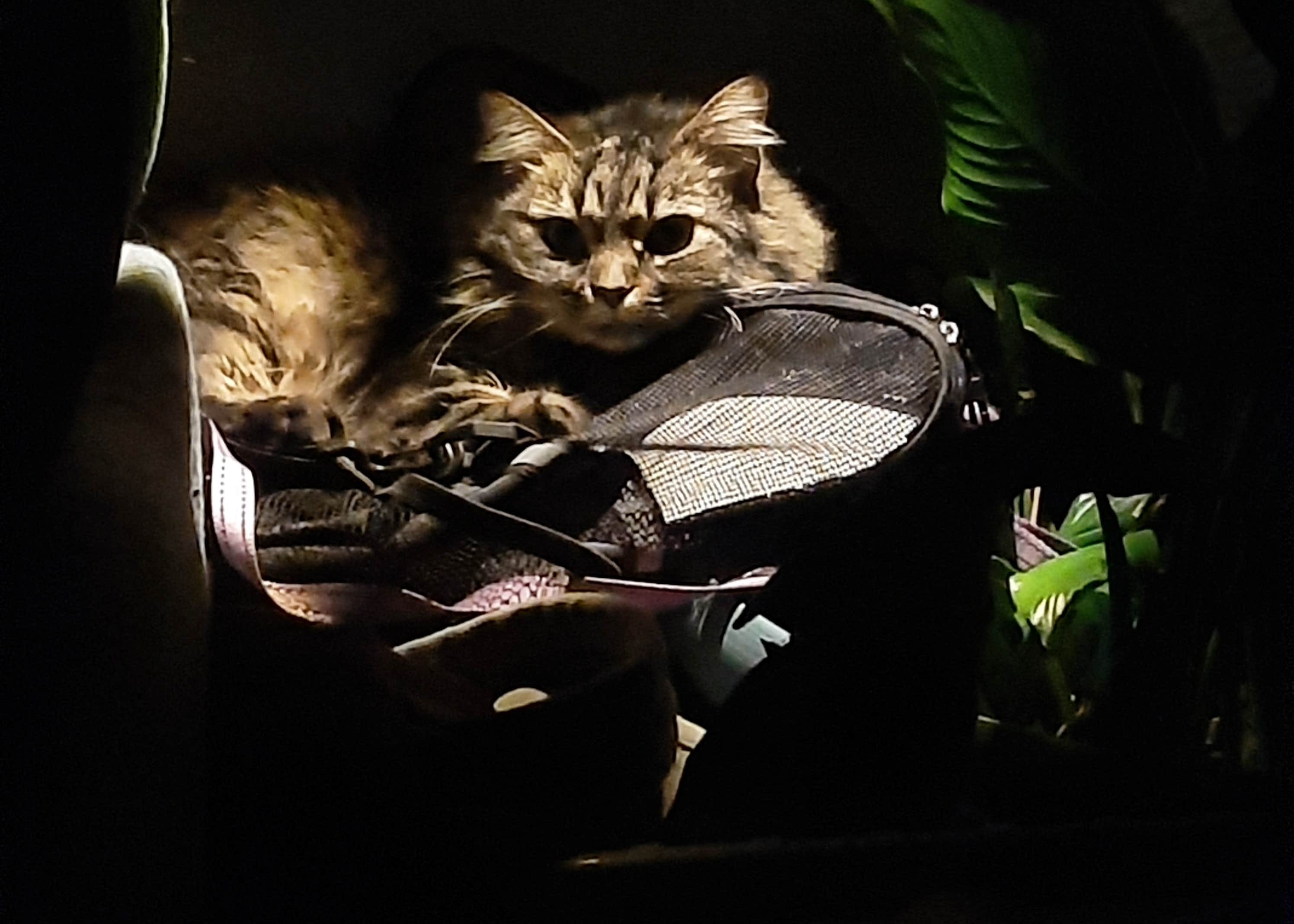 Poppy Mountain Campground Camping | The Dyrt