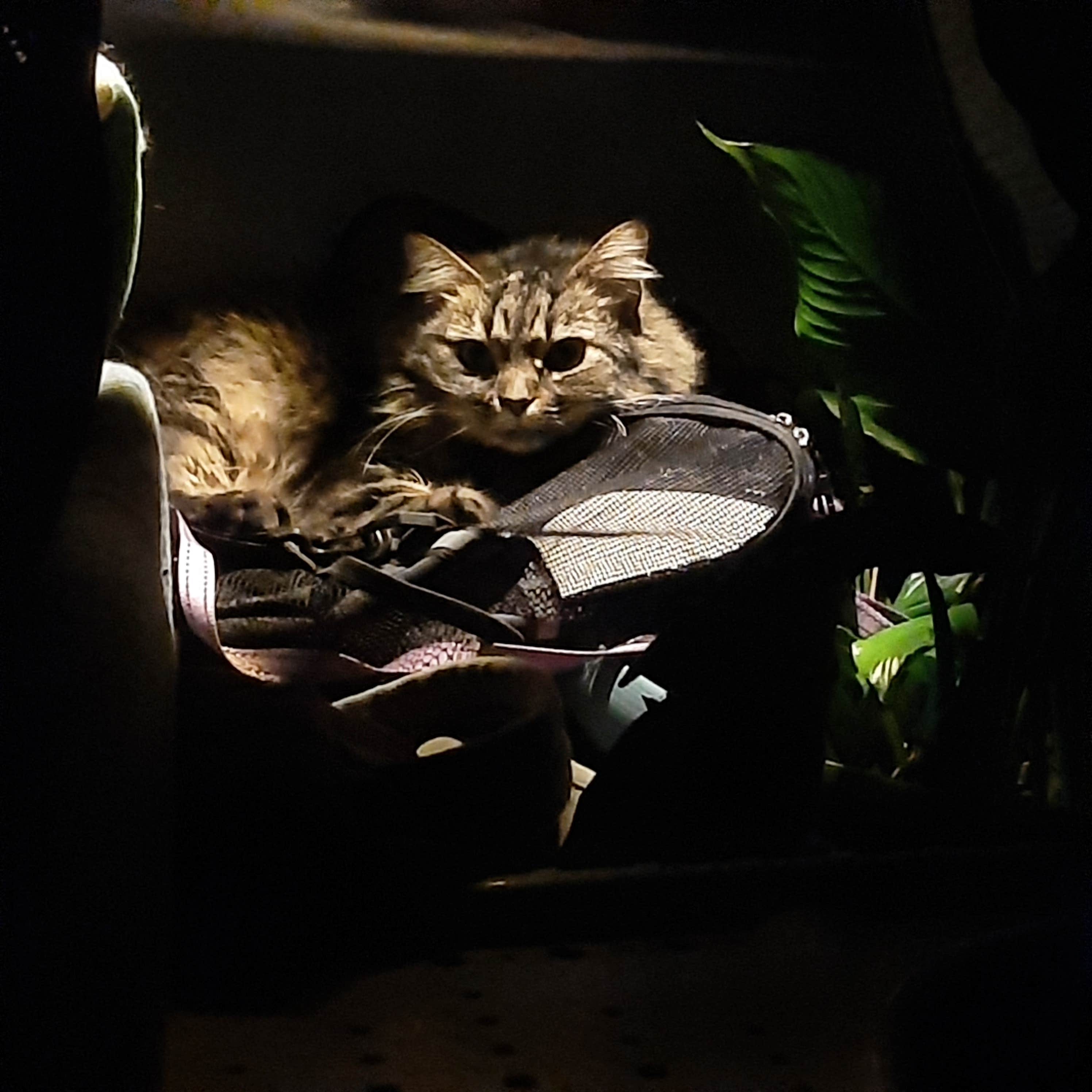 Poppy Mountain Campground | Morehead, KY