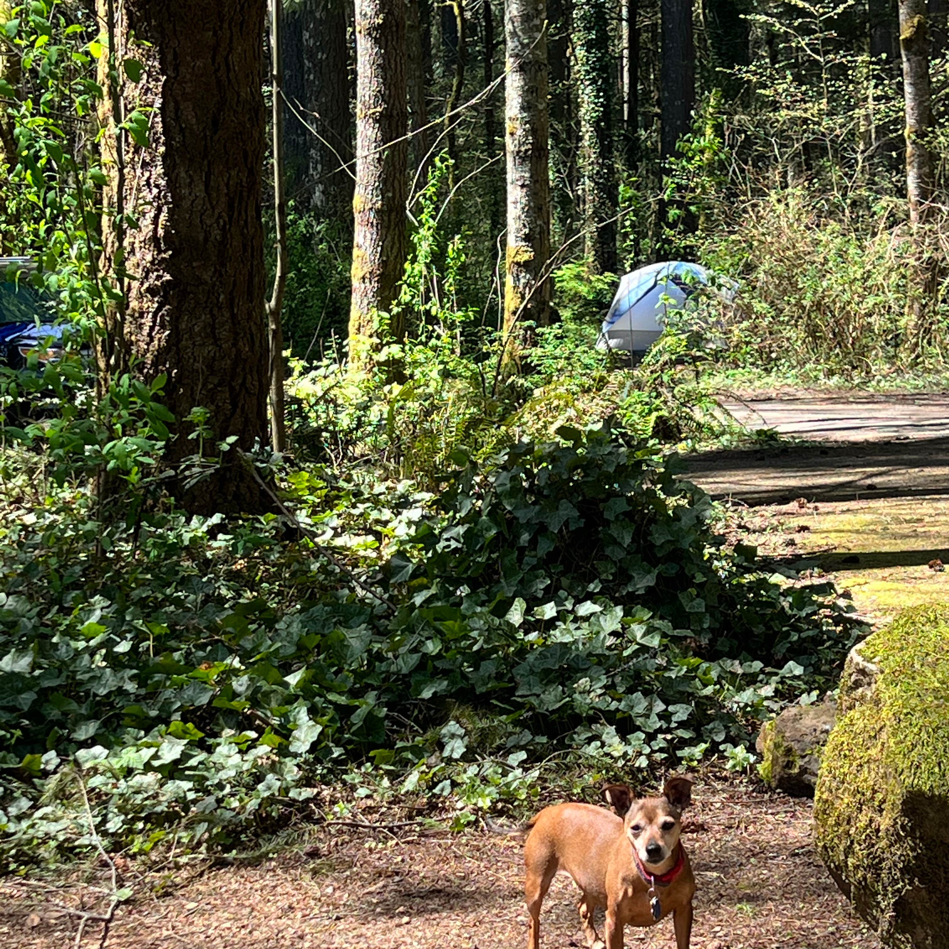 Battle Ground Lake State Park Campground | Heisson, Washington