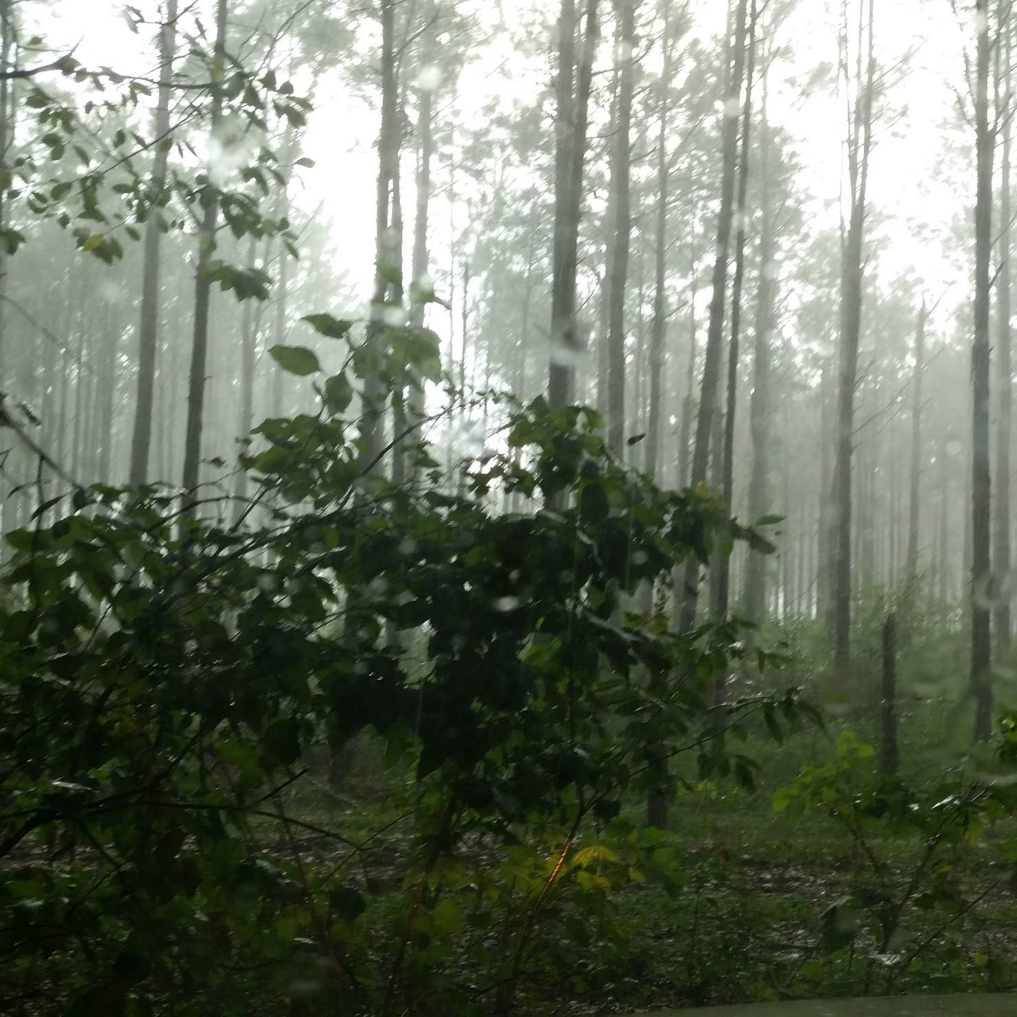 Withlacoochee River Park Camping | The Dyrt