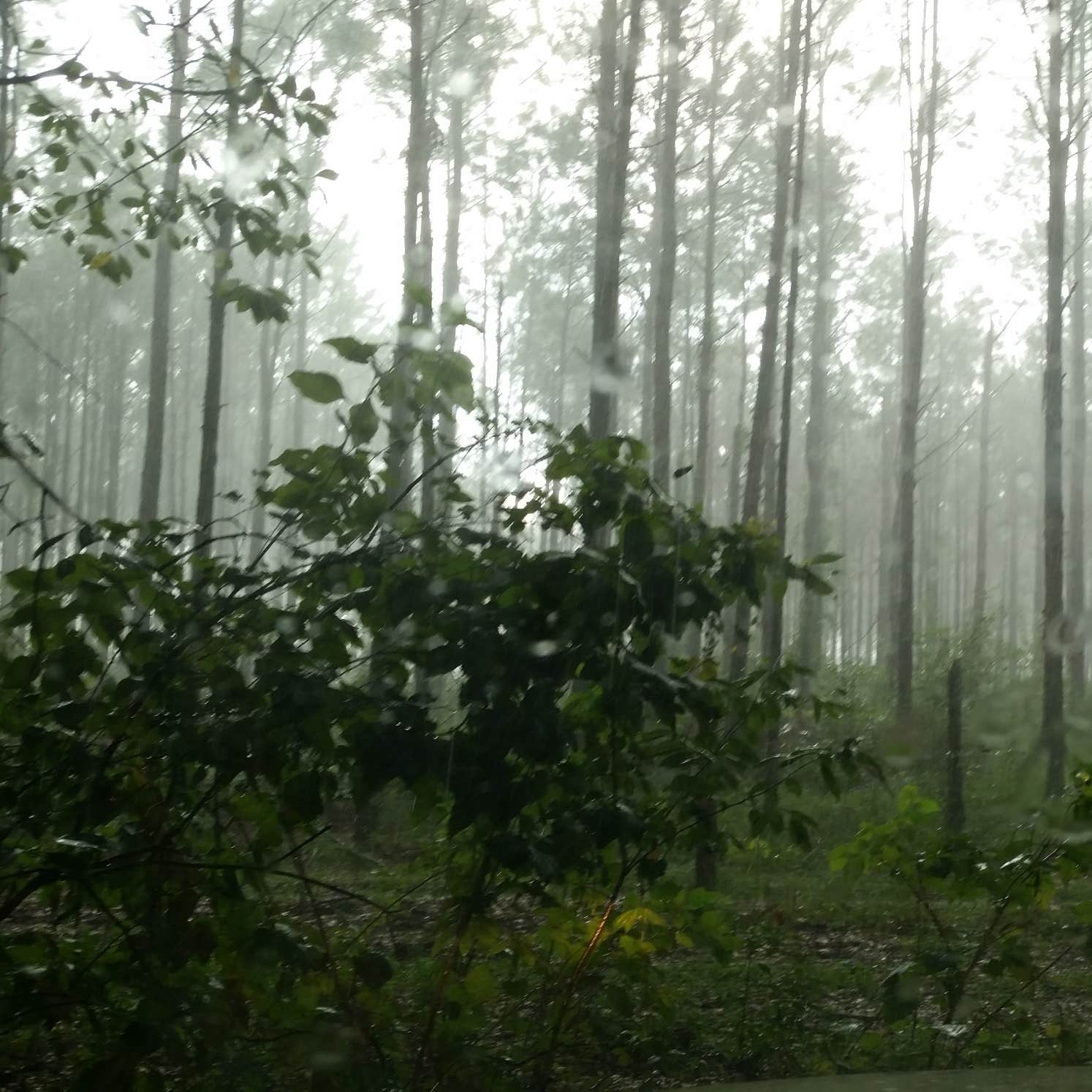 Withlacoochee River Park Camping | The Dyrt