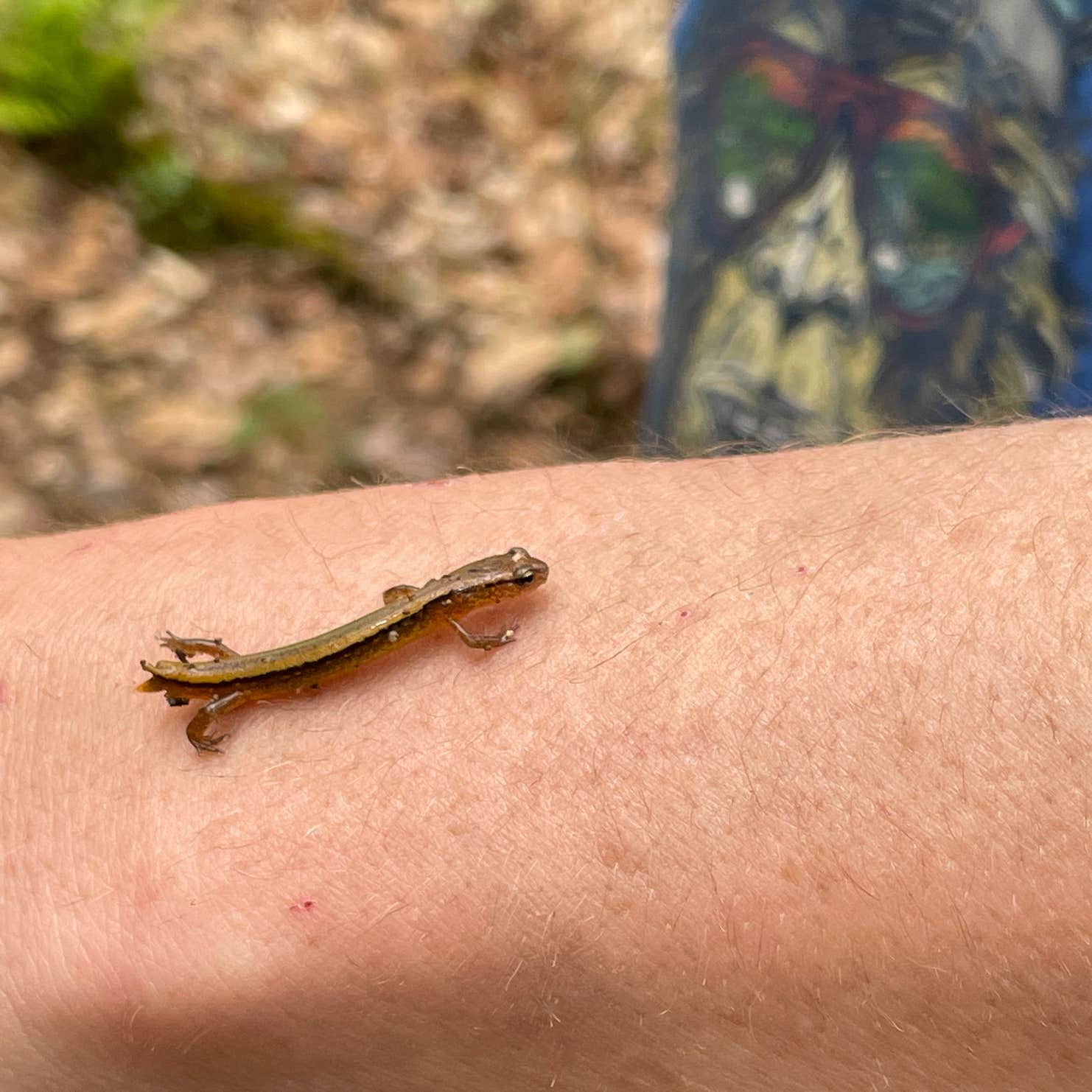 Delaney Creek Park Camping | Scottsburg, IN