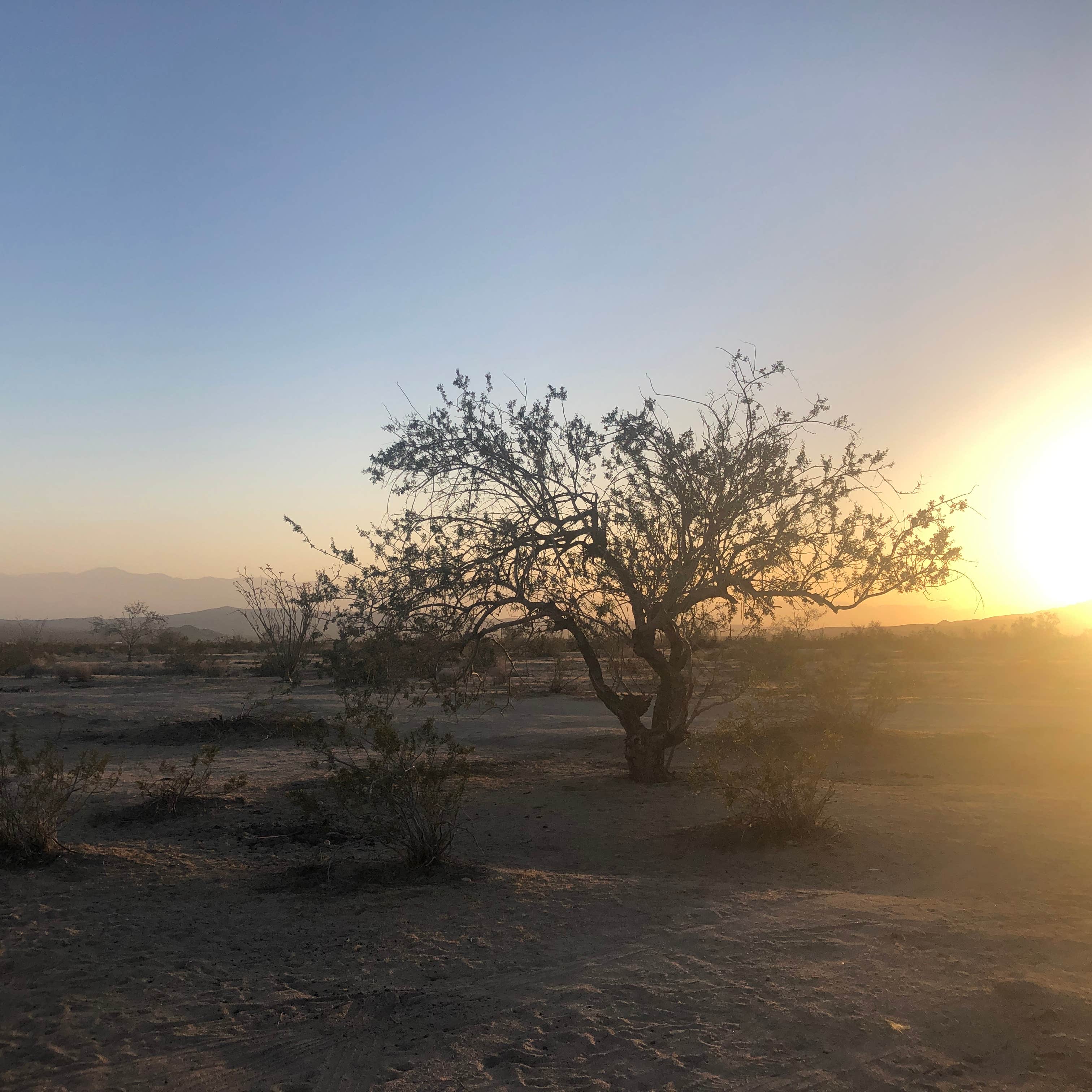Joshua tree BLM by entrance Camping | Mecca, California