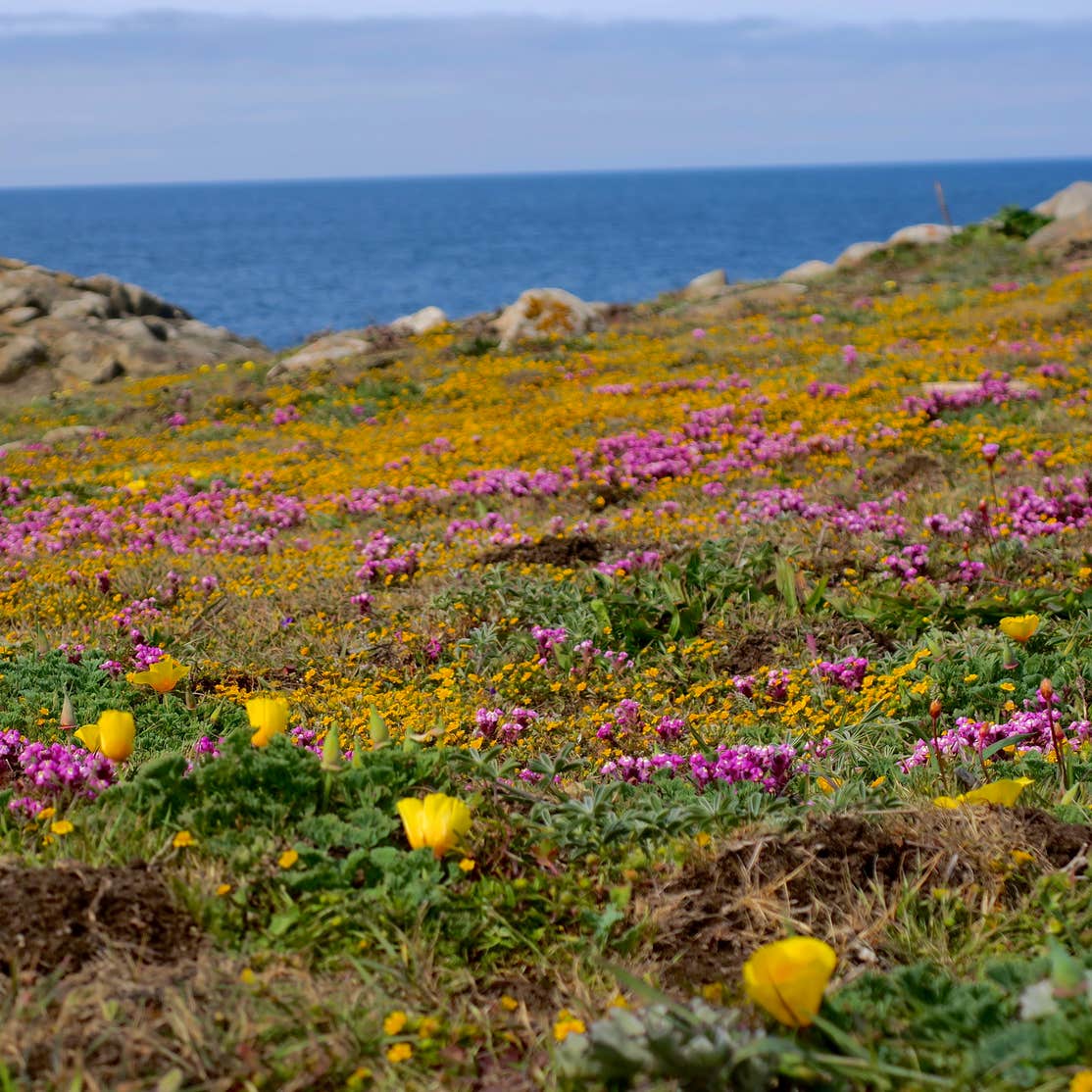 Salt Point State Park Campground | Jenner, CA