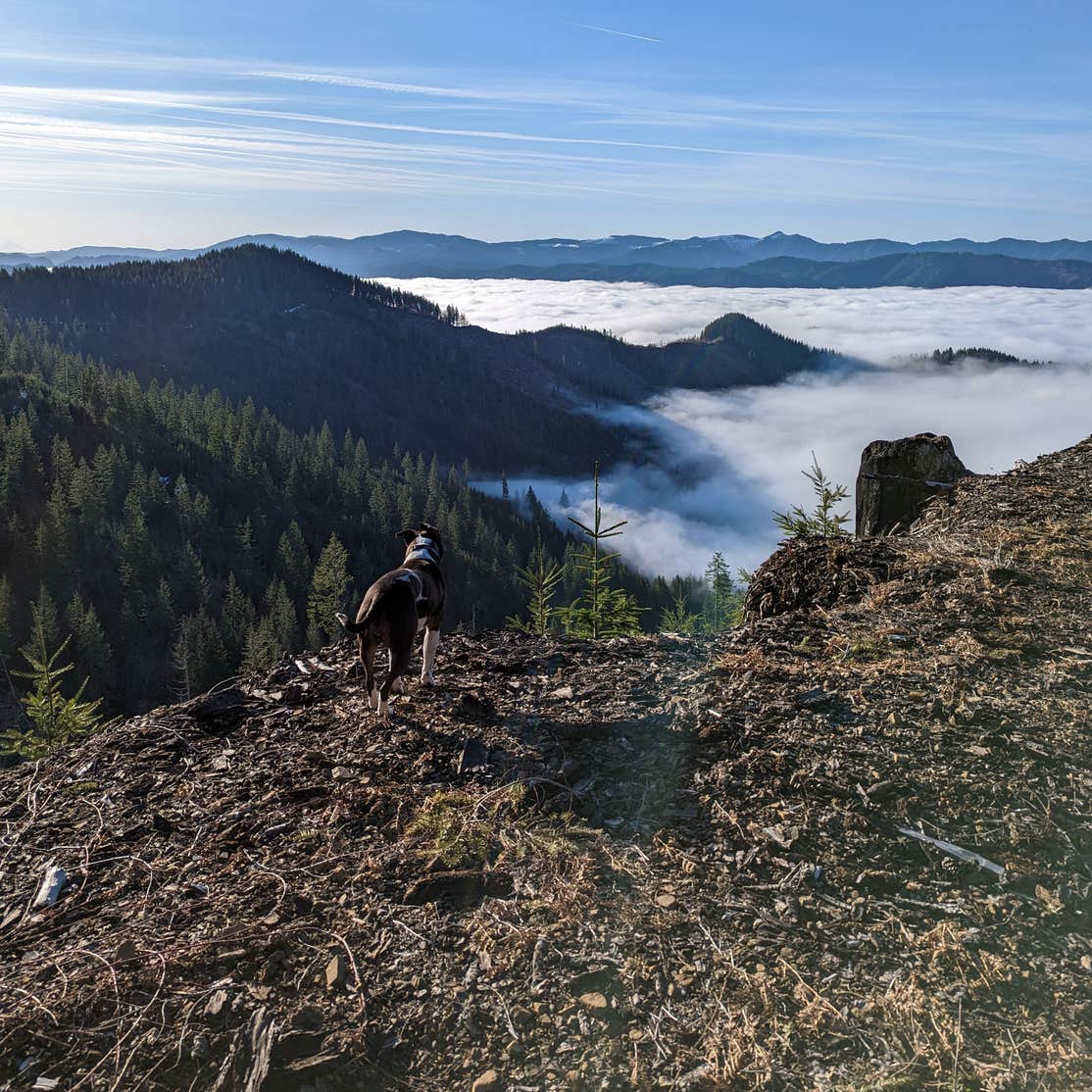 Tillamook State Forest Dispersed Camping Camping | The Dyrt