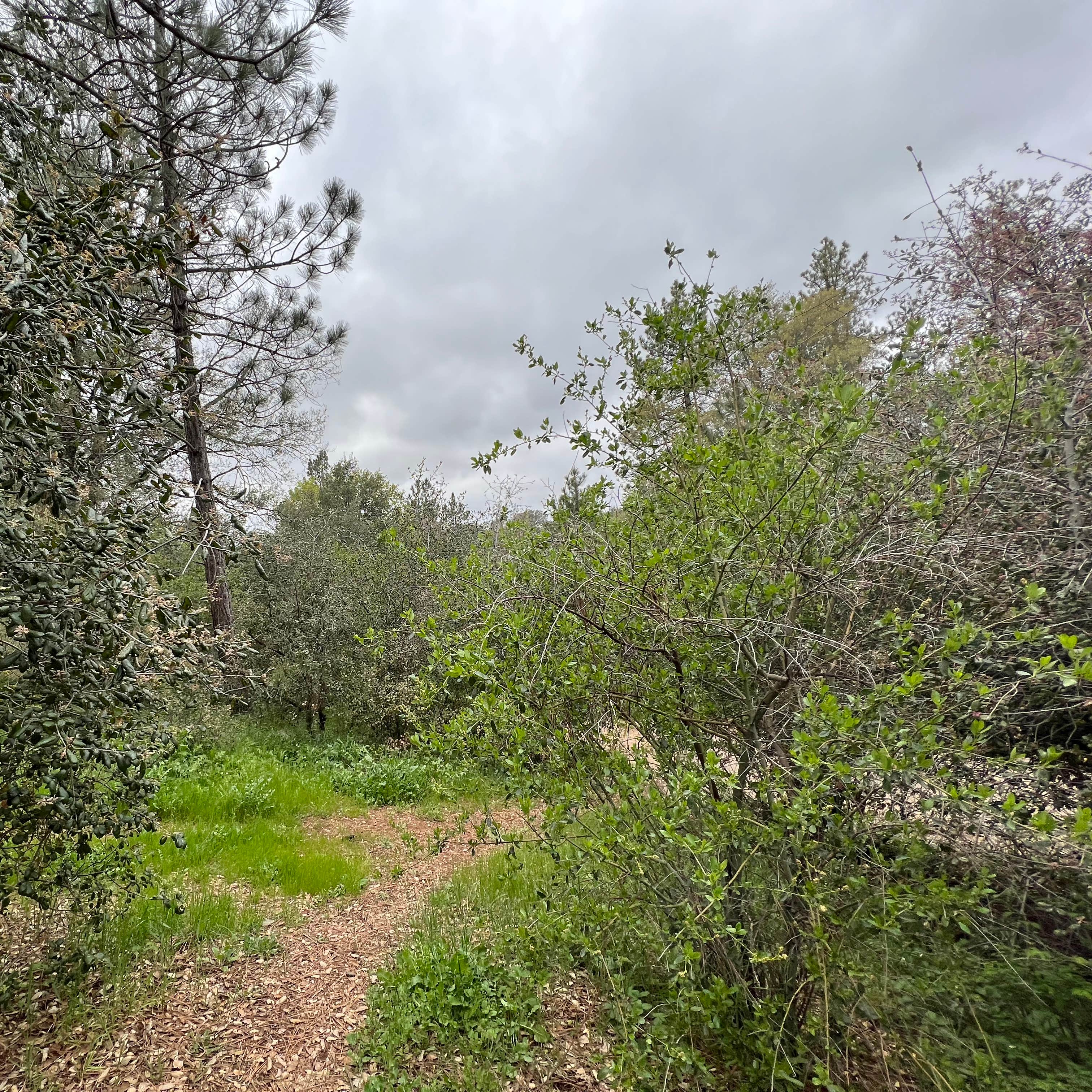 William Heise County Park Camping | Julian, CA