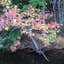 Copperhead Island Camping | Lake Wylie, South Carolina