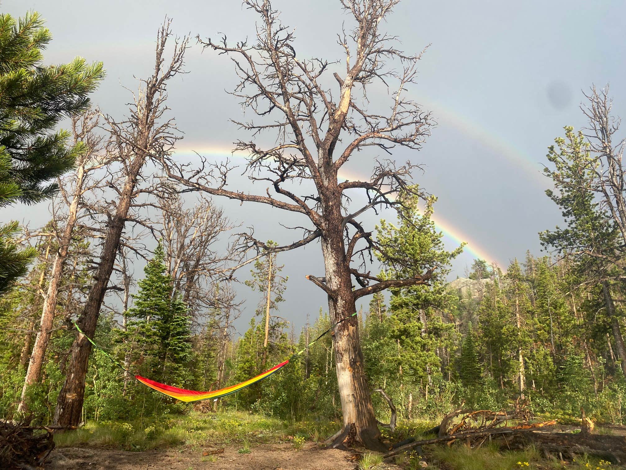 Deadman Road - Dispersed Site Camping | Red Feather Lakes, CO