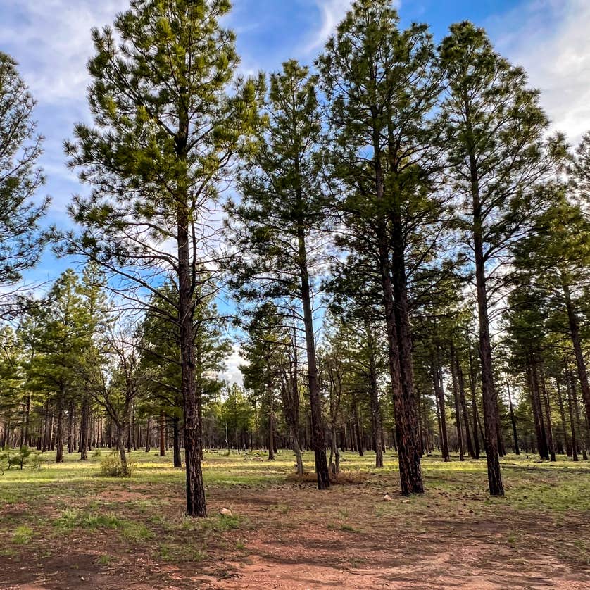Coconino Rim Road Dispersed Camping | Grand Canyon, AZ