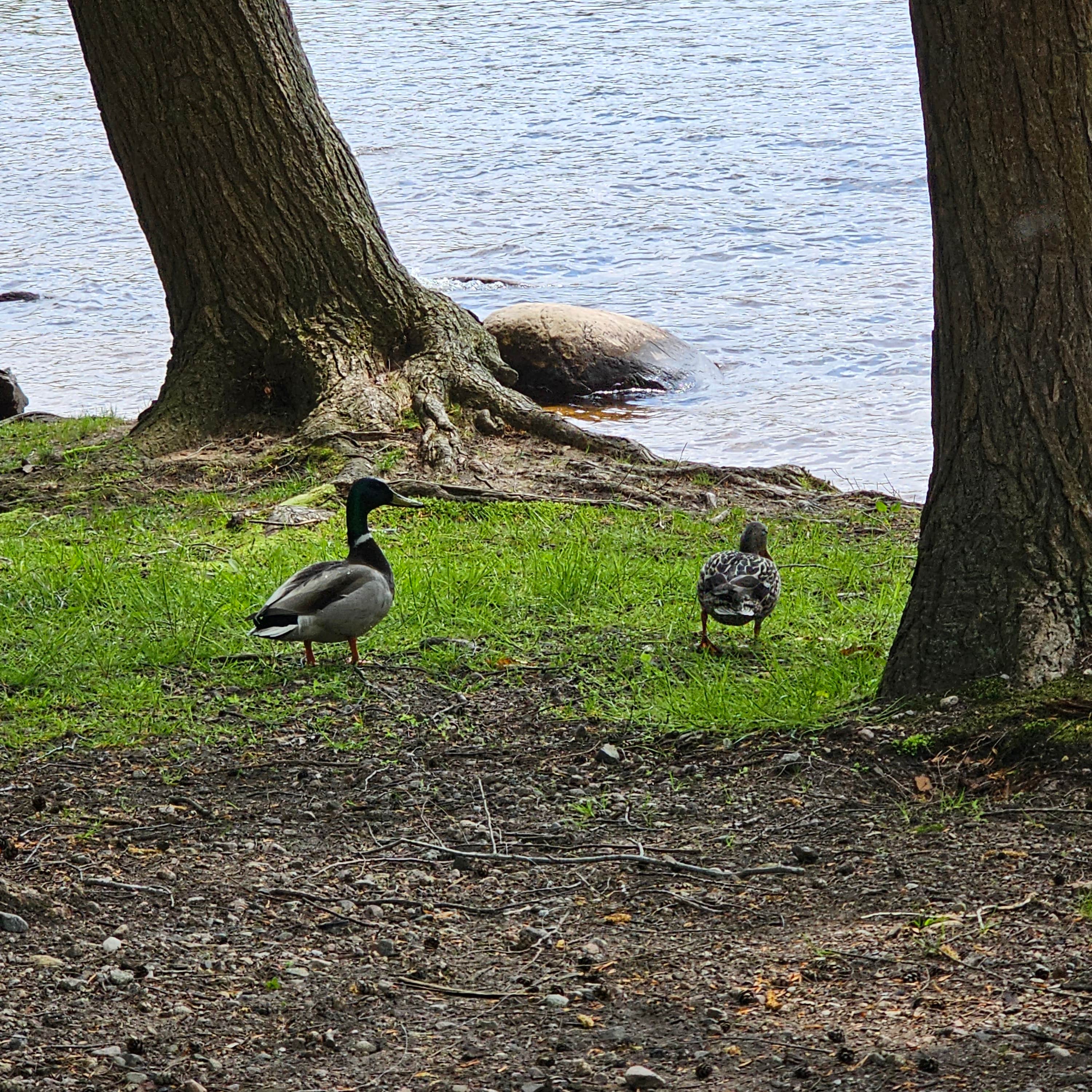 Cranberry Lake Campground | Cranberry Lake, New York