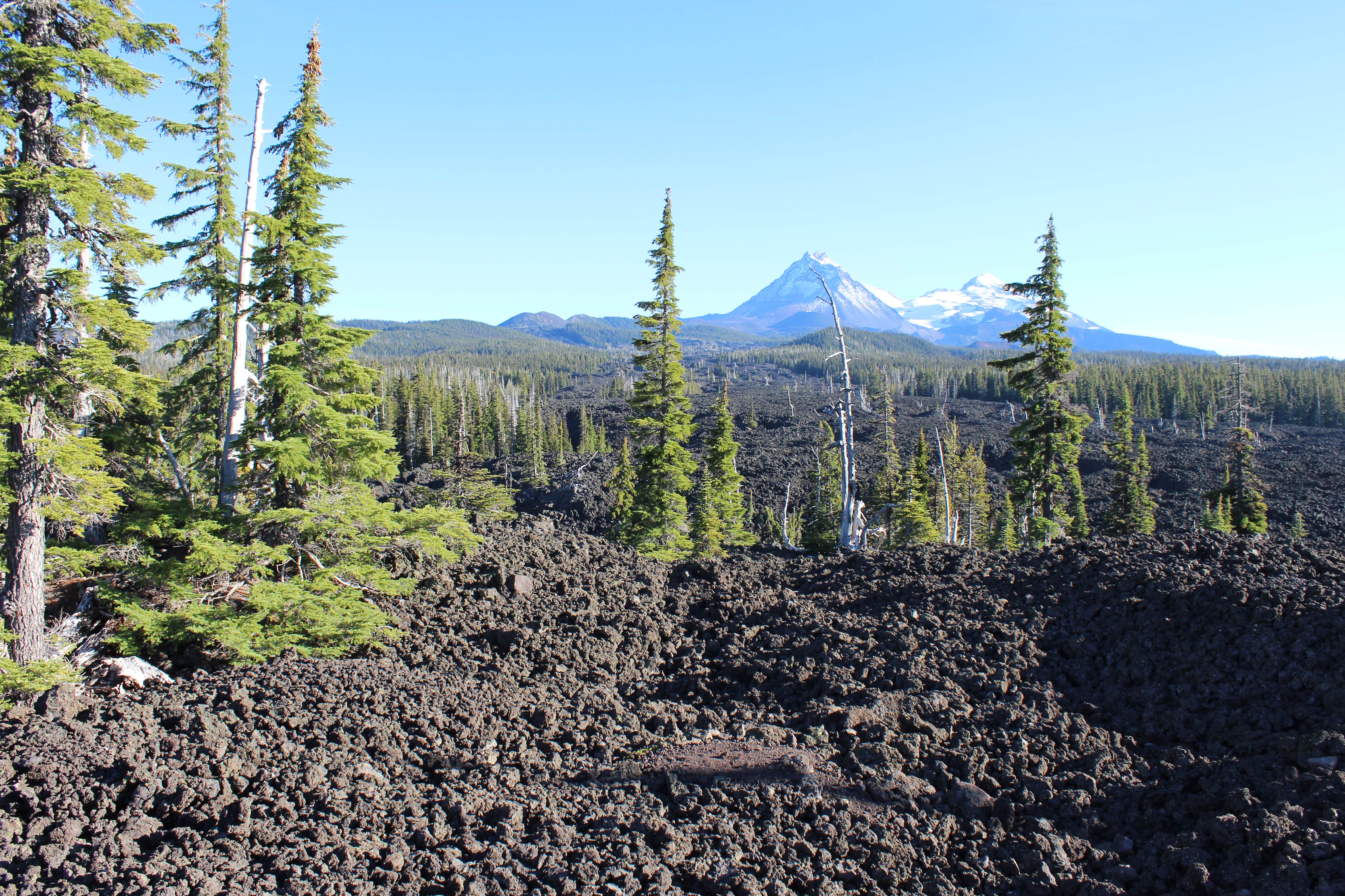 McKenzie River Trailhead at Paradise Campground | The Dyrt