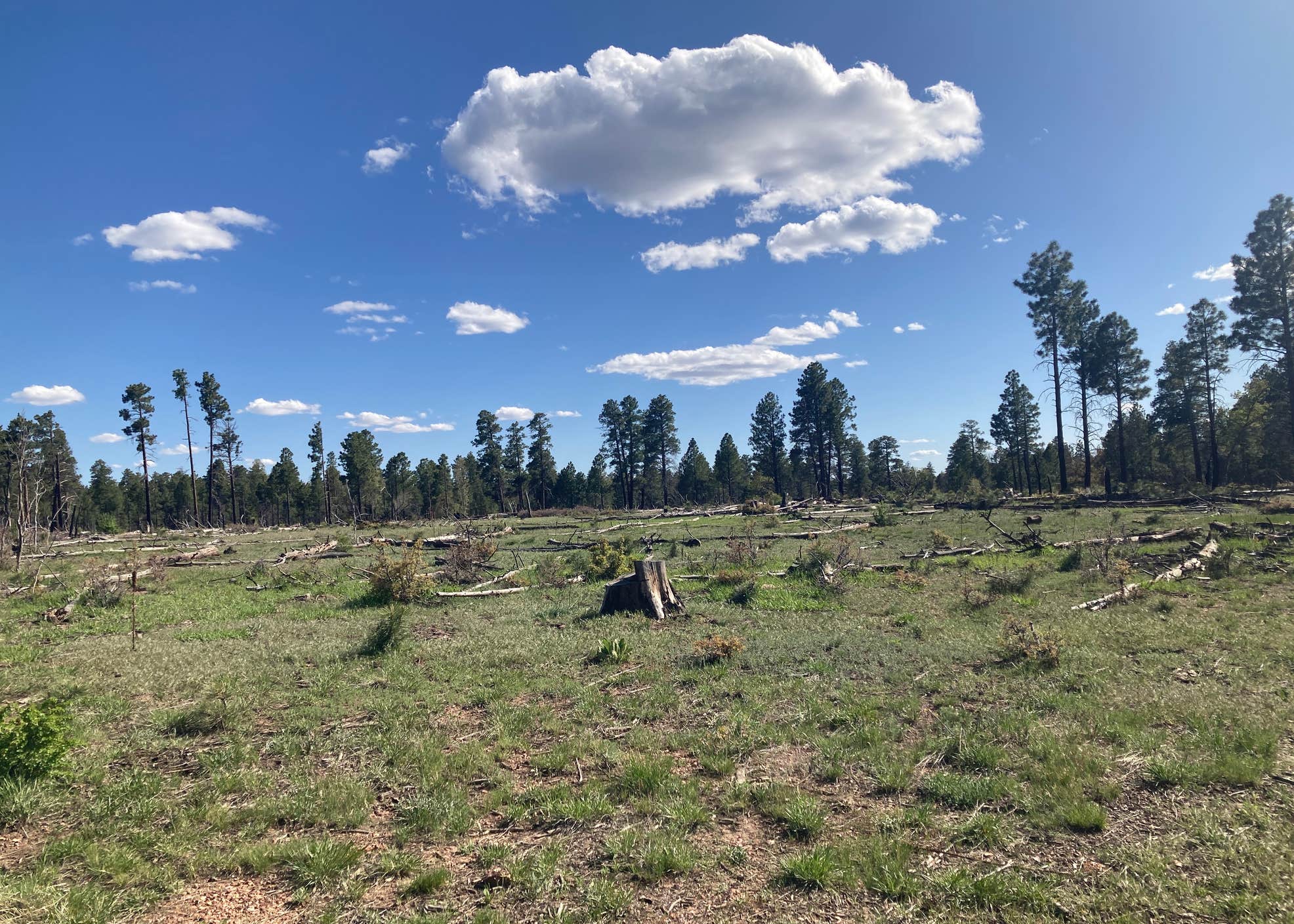Coconino Rim Road, Fire Road 310 Kaibab Forest Camping | The Dyrt