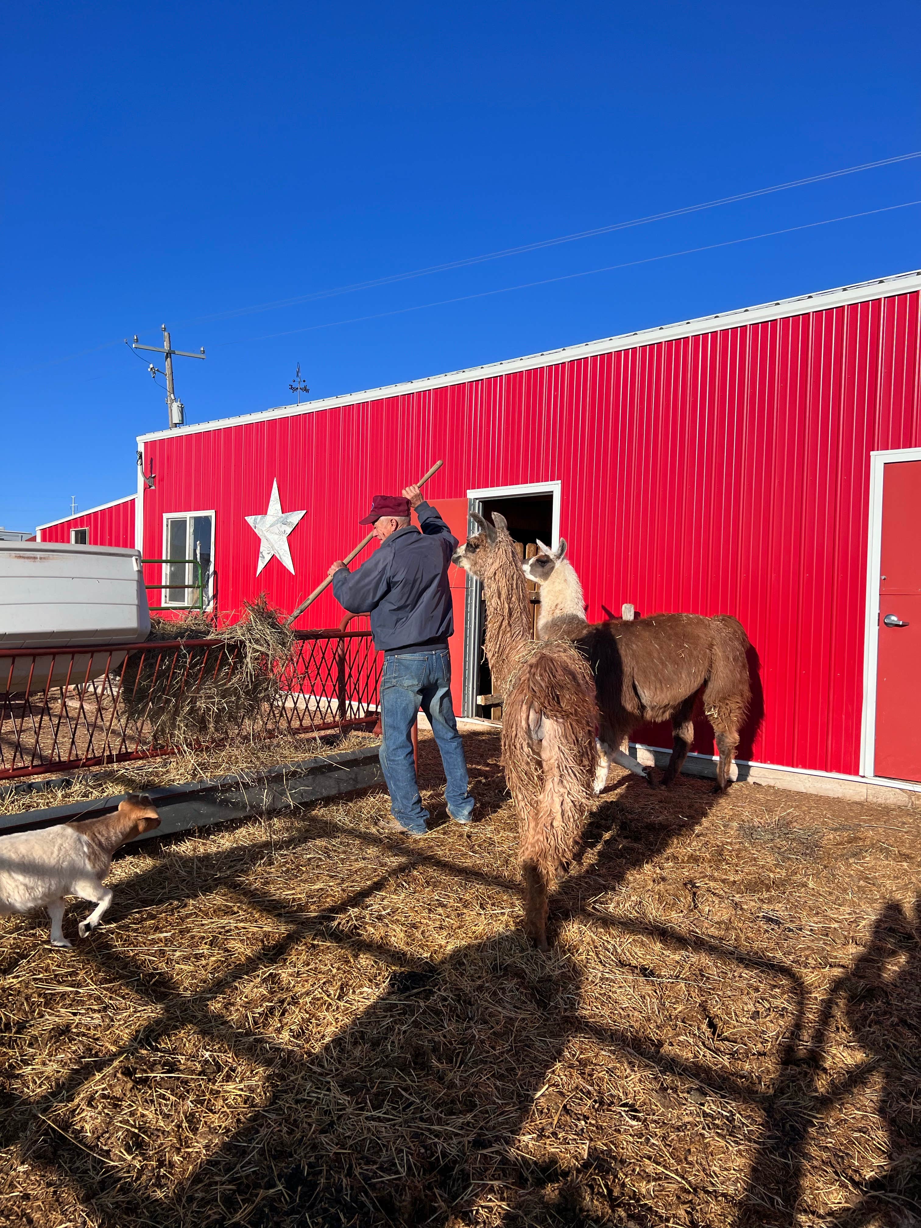 Cloud Peak Llama and Alpaca Ranch Camping | Mills, WY