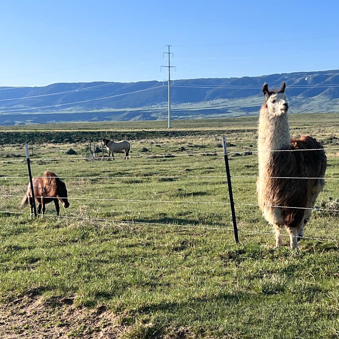 Cloud Peak Llama and Alpaca Ranch Camping | The Dyrt