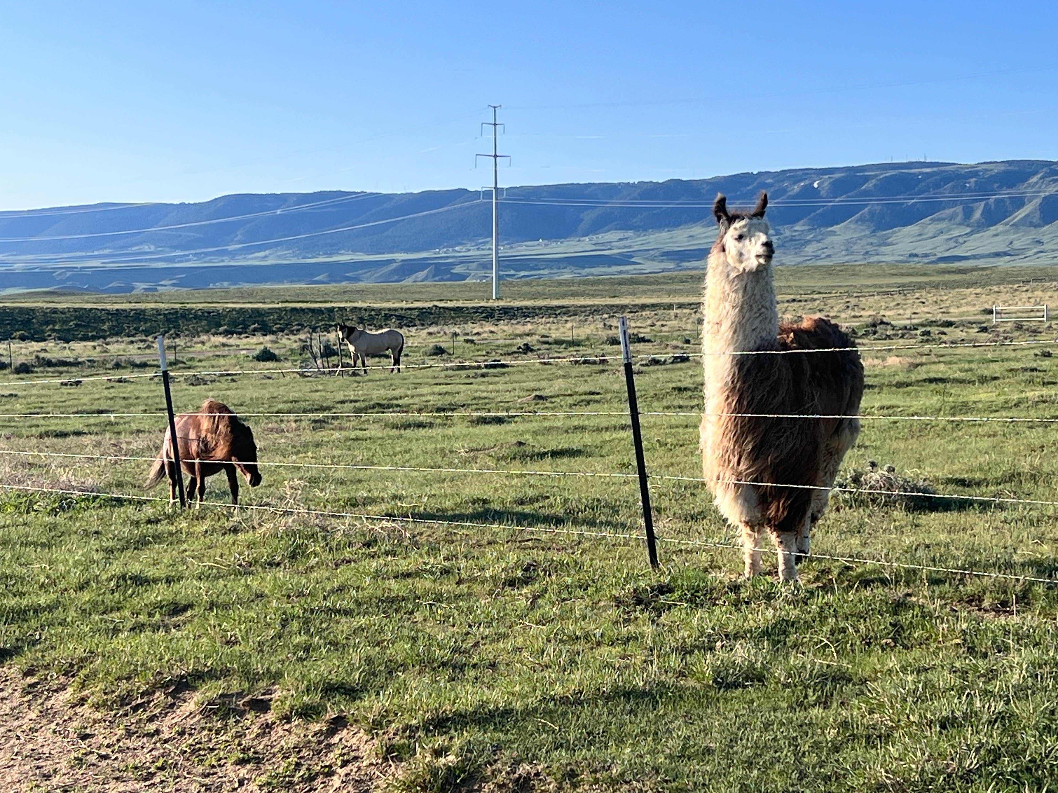 Cloud Peak Llama and Alpaca Ranch Camping | Mills, WY