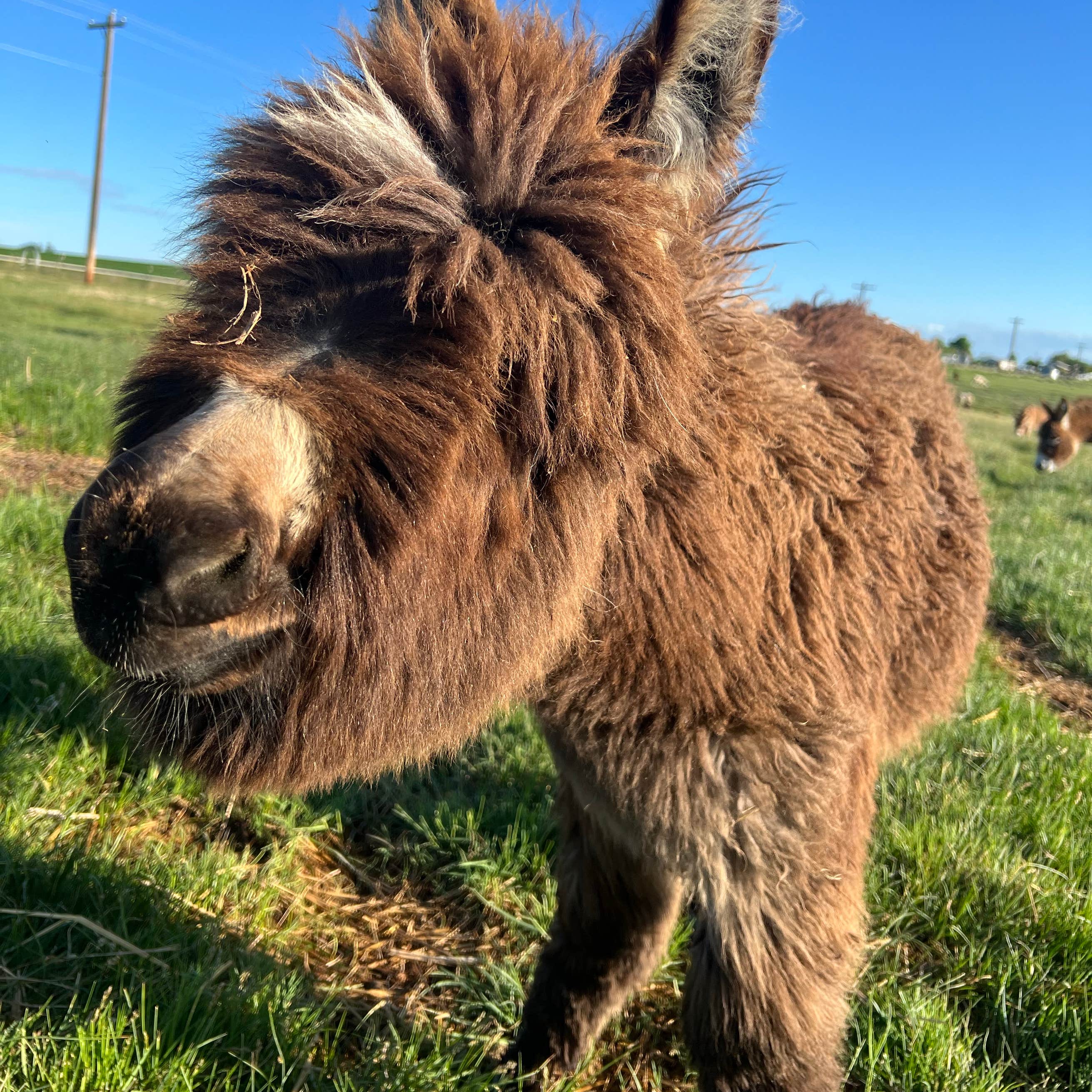 Cloud Peak Llama and Alpaca Ranch Camping | The Dyrt