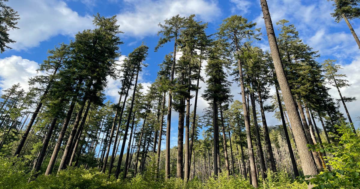 Bedrock Campground | Fall Creek, OR