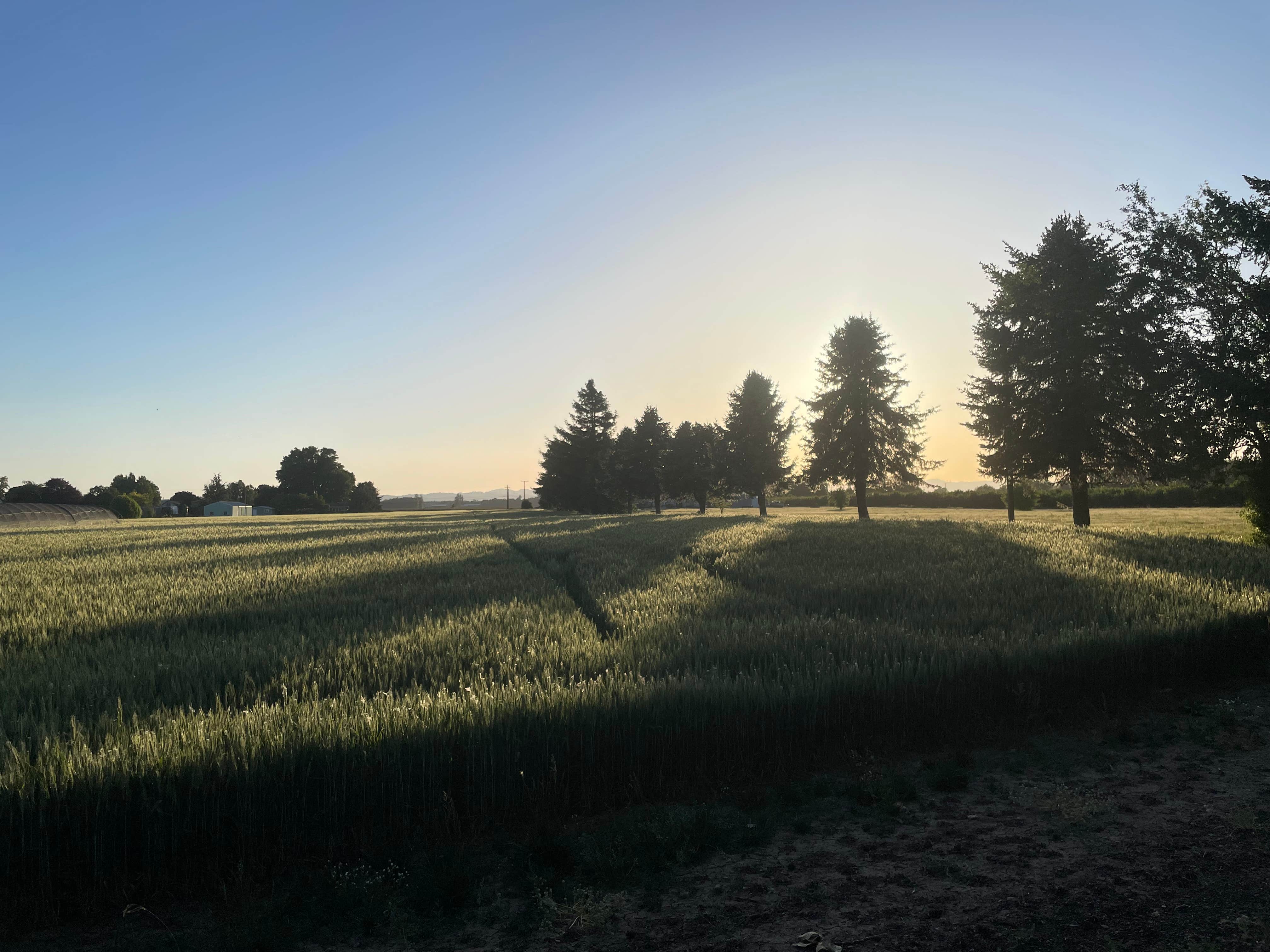 Hues Flower Farm & Nursery Camping | Junction City, OR