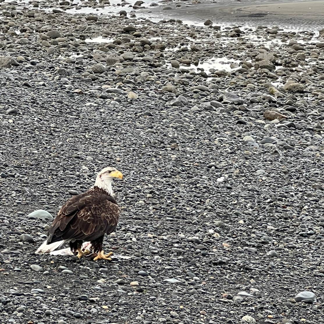 Homer Spit Campground | Homer, Alaska