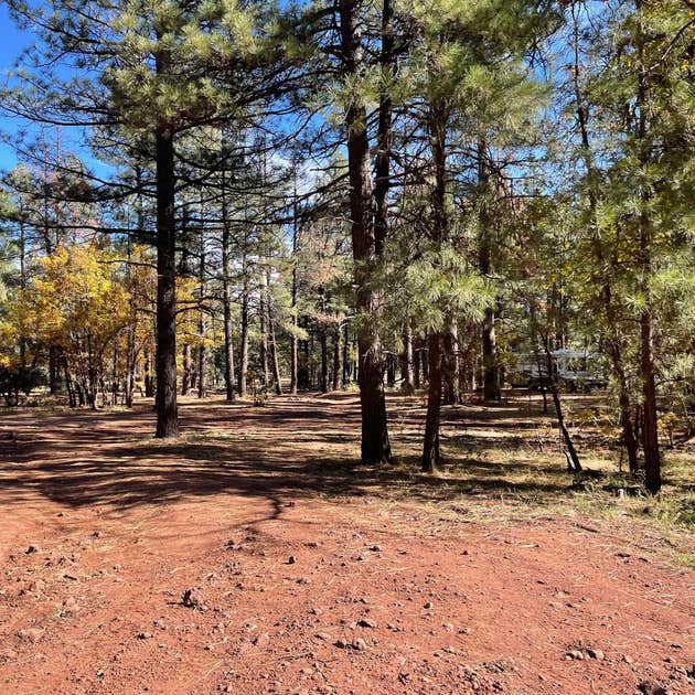 Schnebly Hill Road Camping | The Dyrt