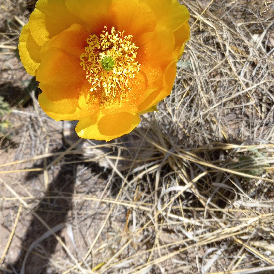 Pima County Fairgrounds RV Park | Tucson, AZ