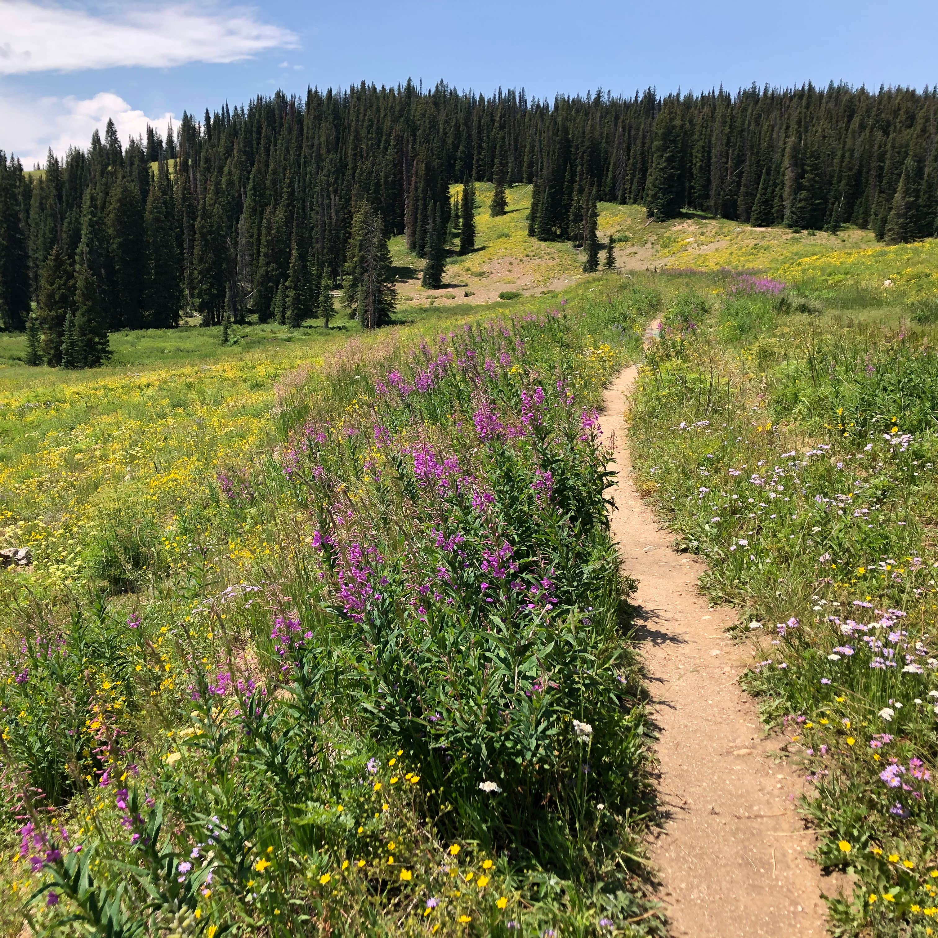 Dumont Campground | Steamboat springs, CO