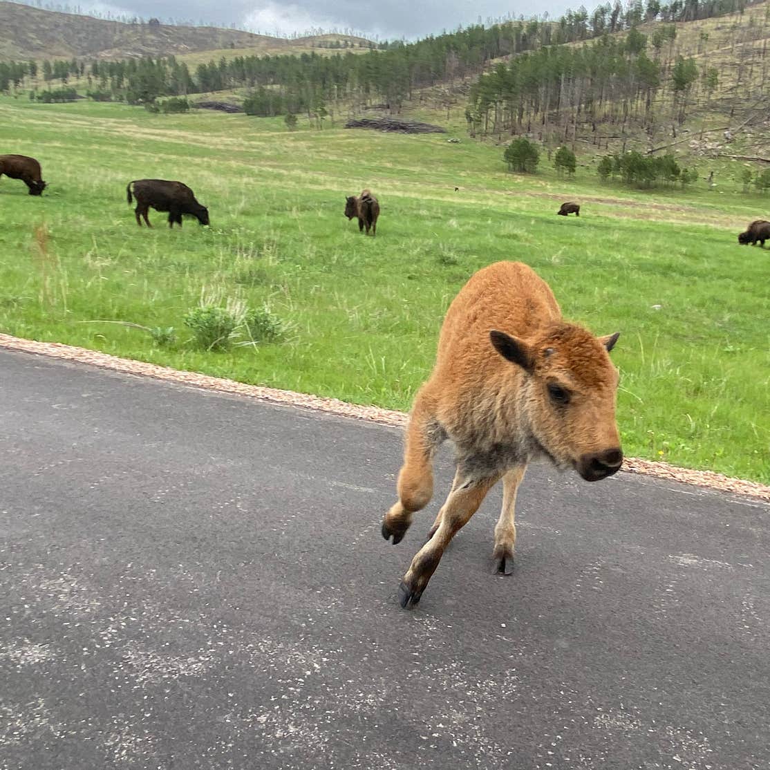 Heartland RV Park | Hermosa, South Dakota