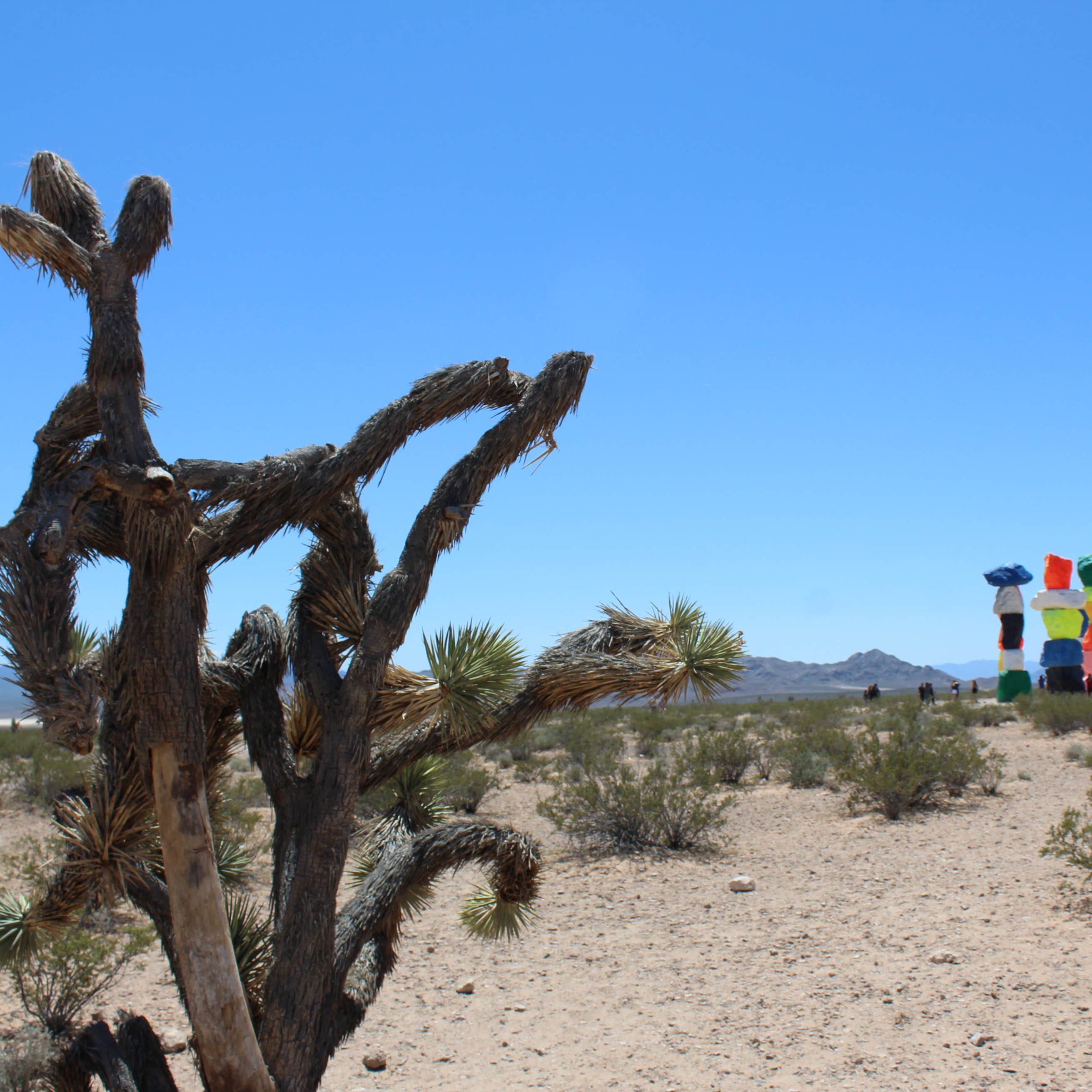 Dispersed-jean/roach Dry Lakes Camping | The Dyrt