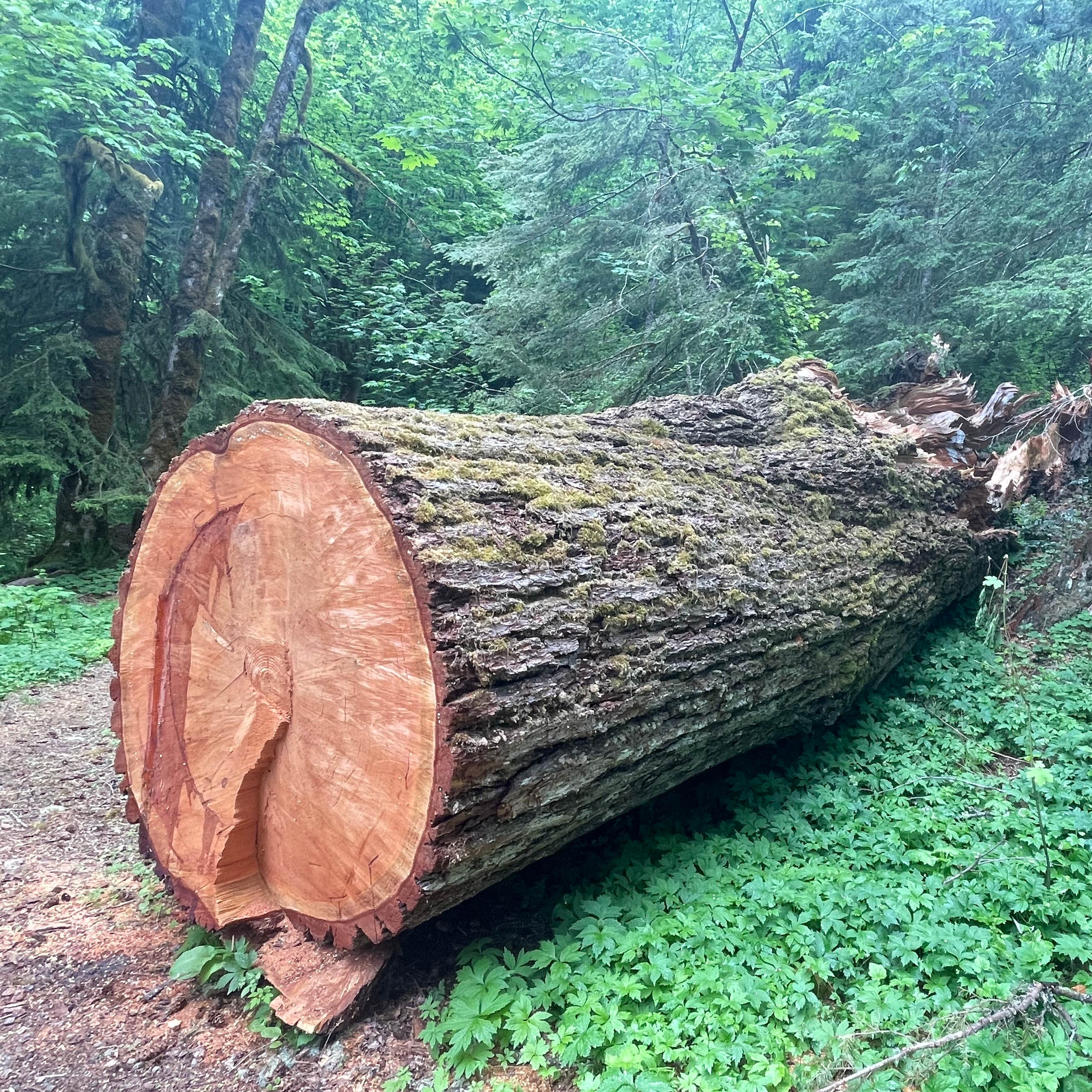 Merrill Lake Campground | Cougar, Washington