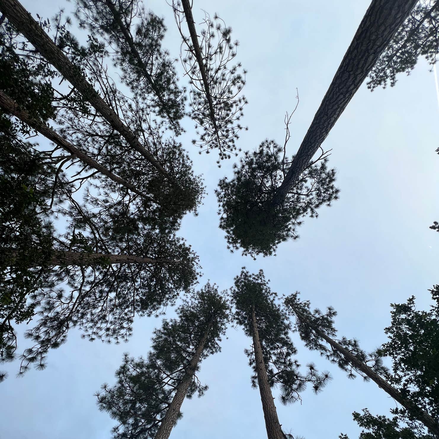 Wishon Bass Lake Camping | Wishon, California