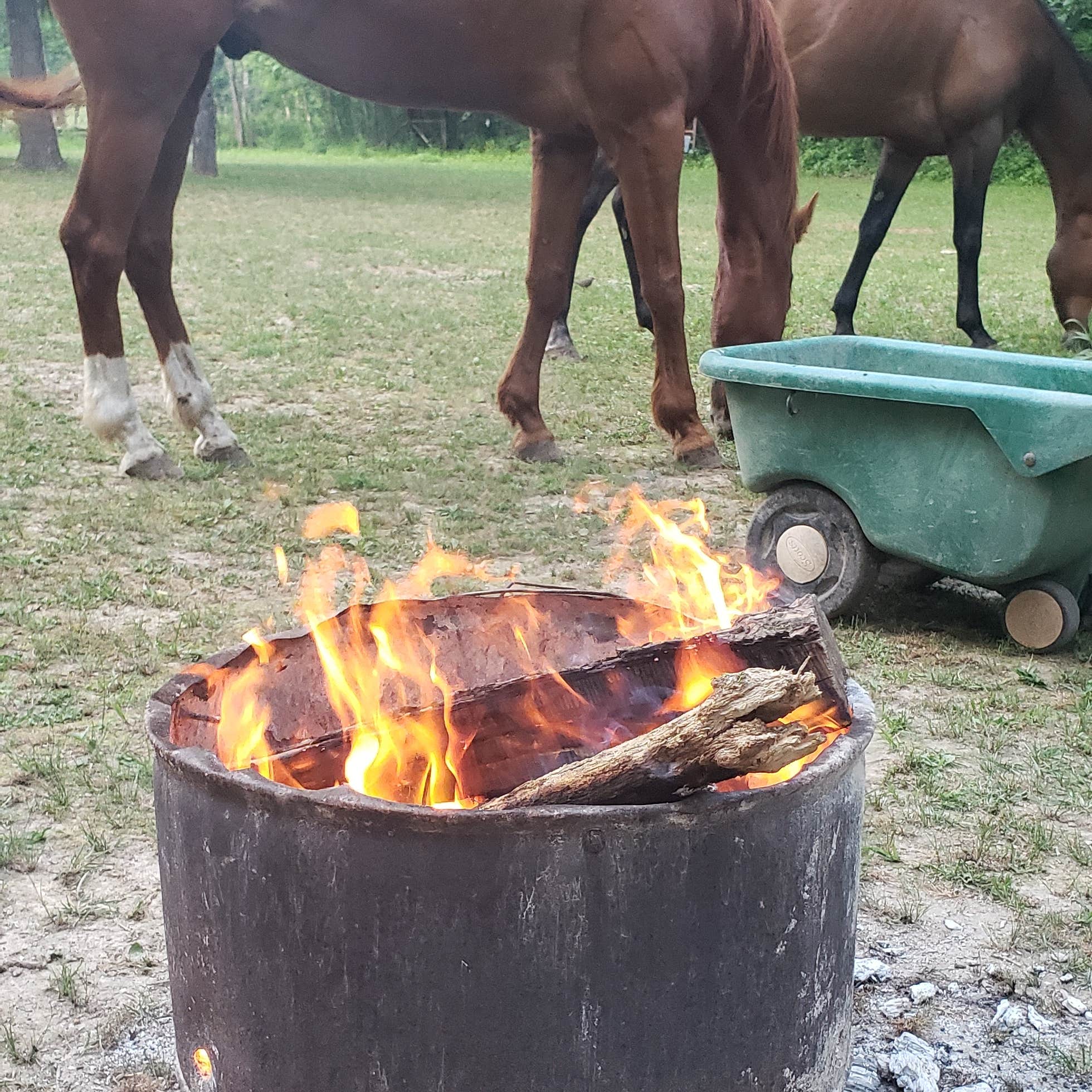 Hummingbird Hollow Outdoors Farm Sanctuary Camping | Wappapello Lake ...