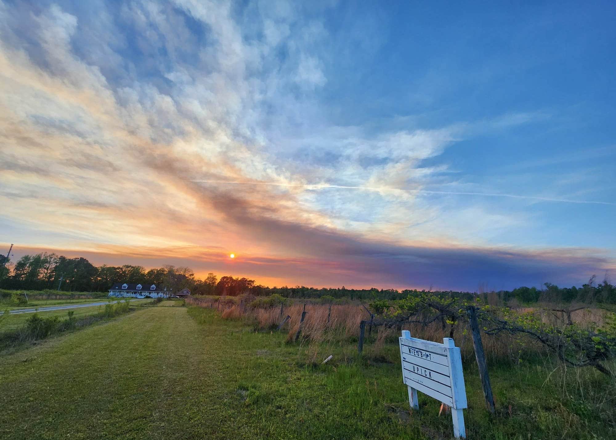 Phoenix Farms Vineyard Camping | The Dyrt