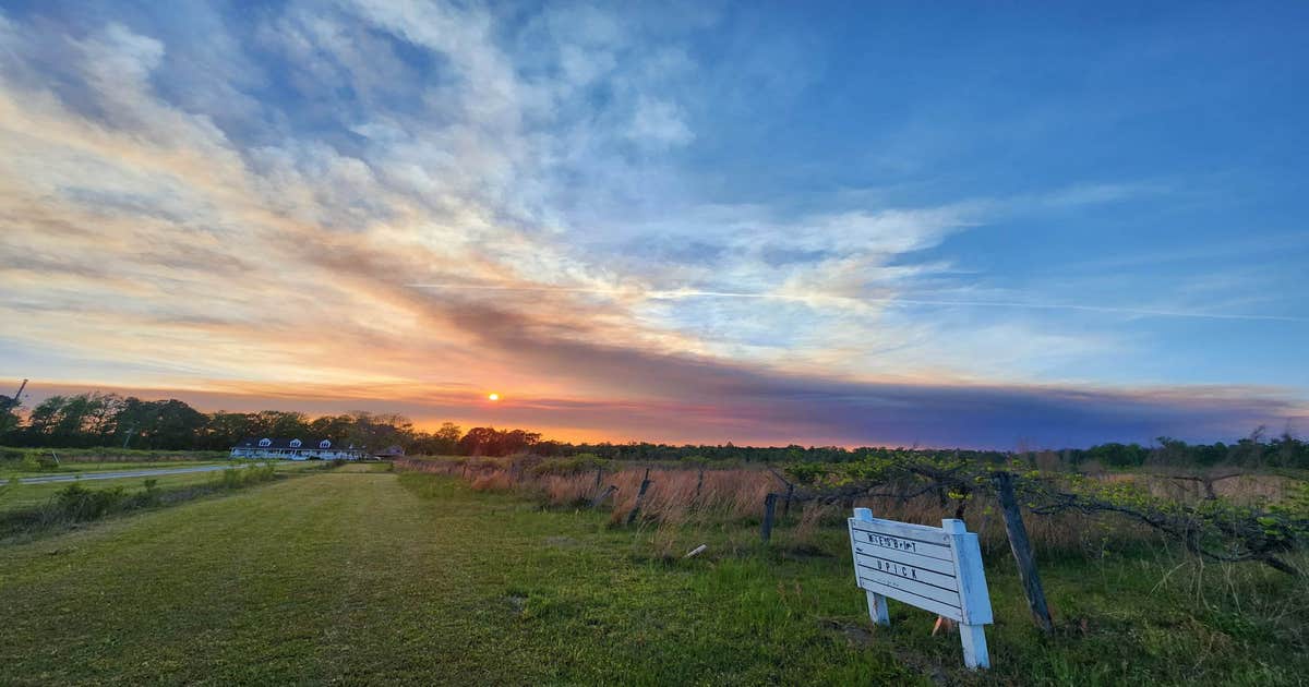 Phoenix Farms Vineyard Camping | Bath, NC