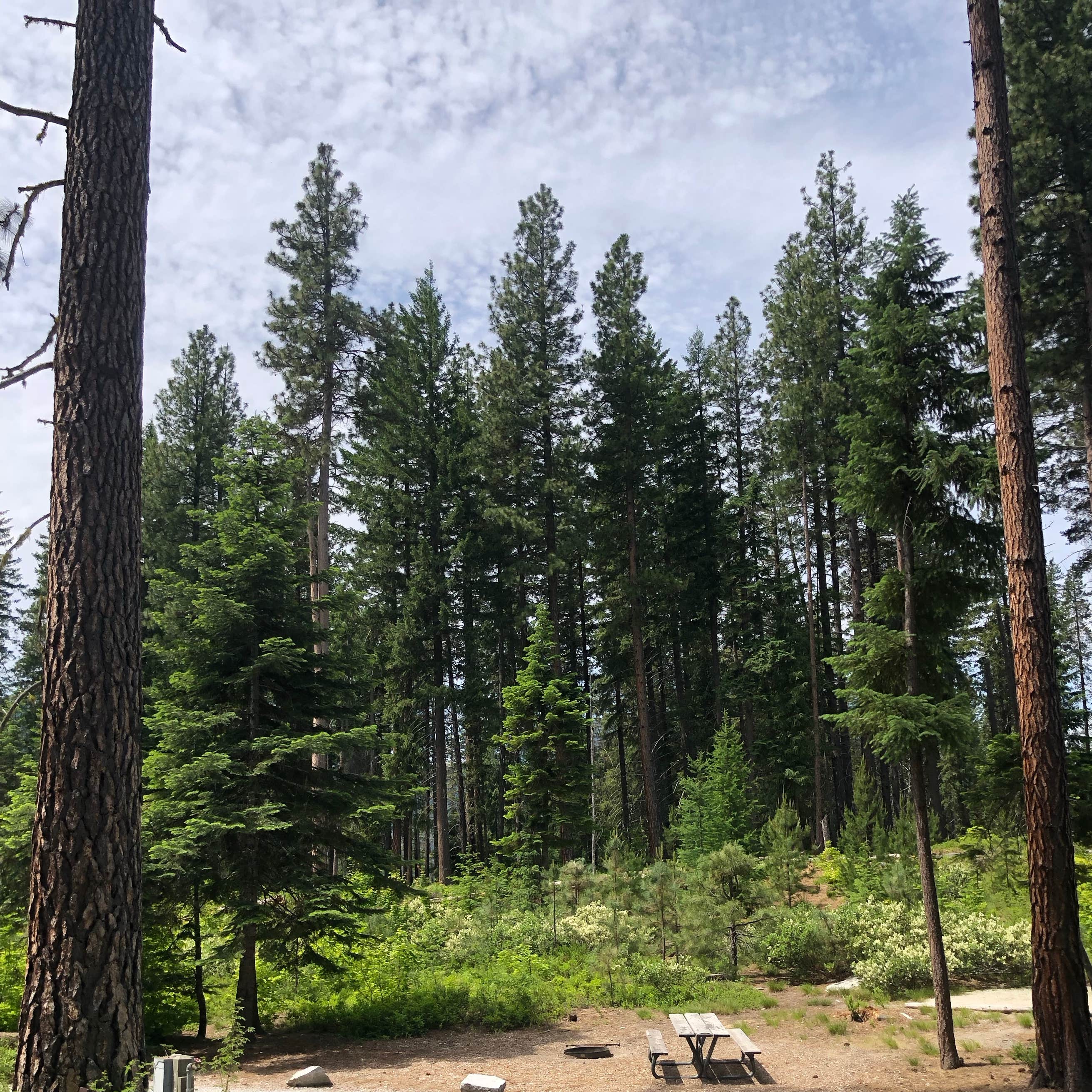 Lake Wenatchee State Park Campground | Leavenworth, Washington