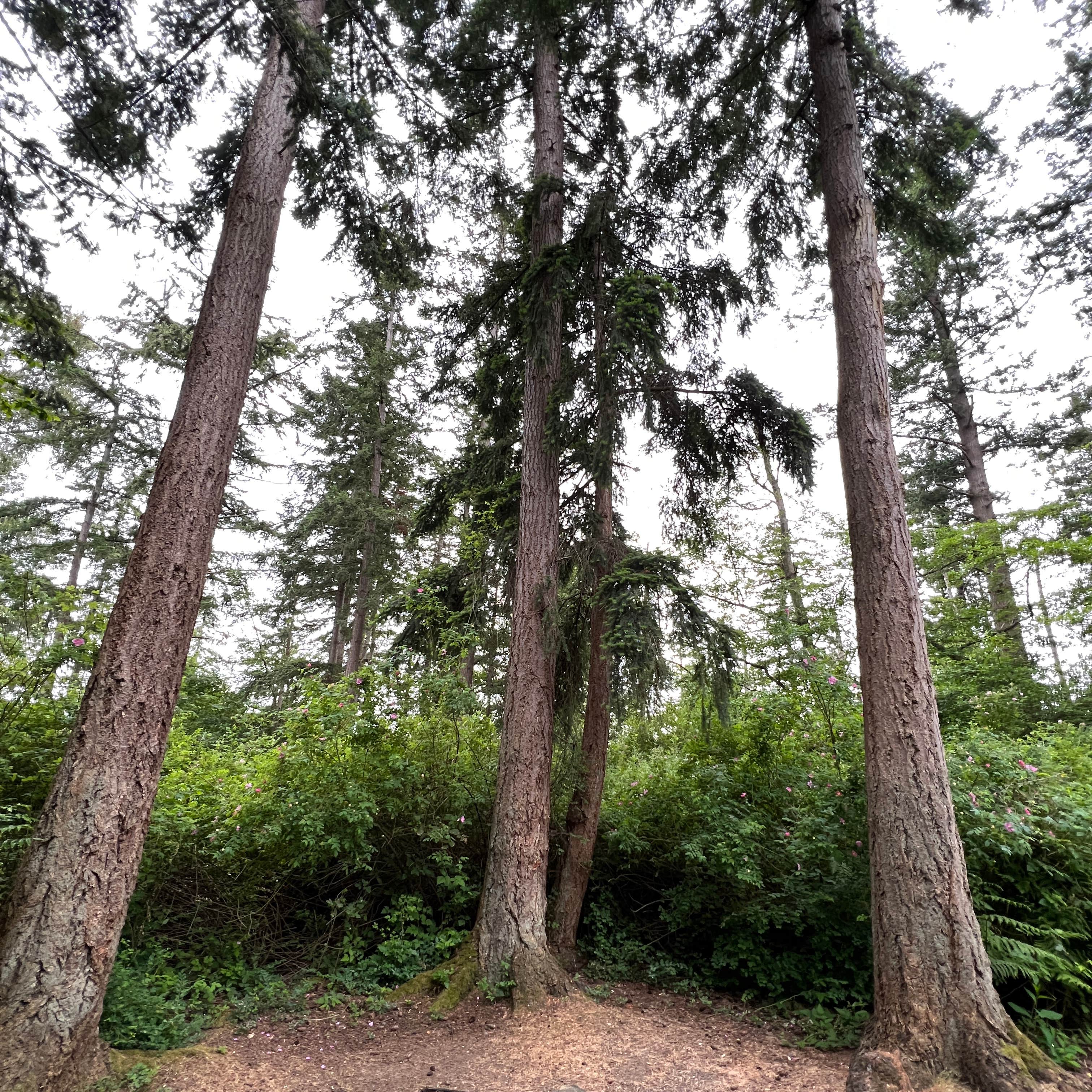 Bay View State Park Campground | Anacortes, Washington