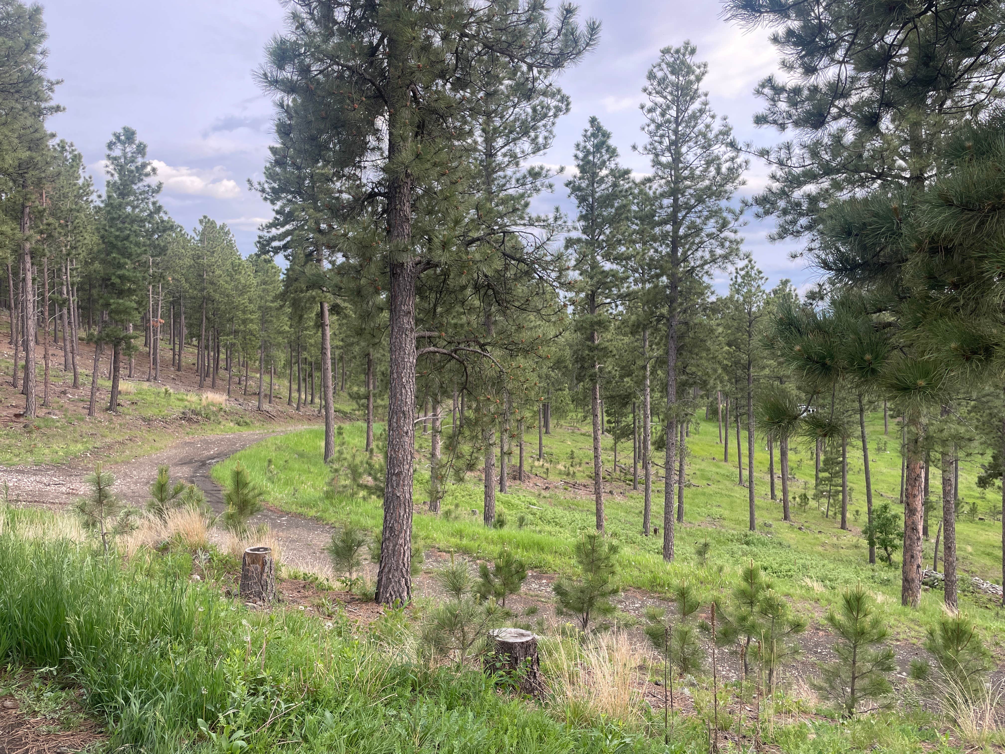 Calumet Rd Dispersed Camping | Keystone, South Dakota