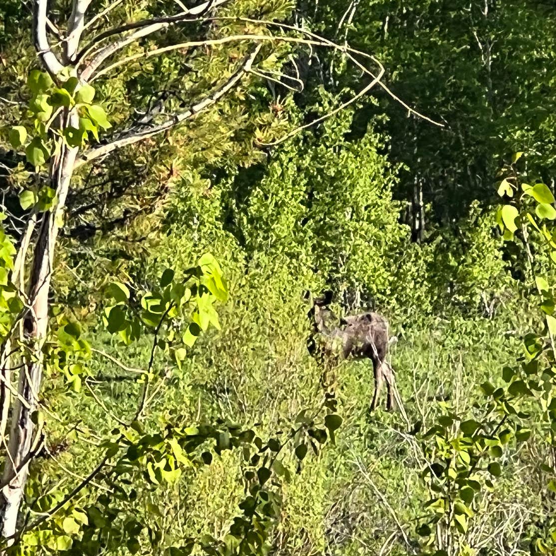 Spread Creek Meadows 4-7 Camping | Moran, WY