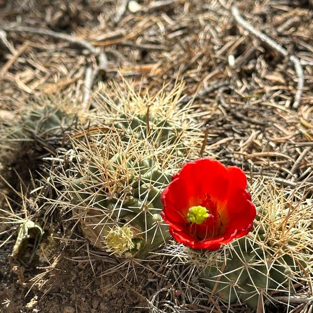 The Wedge Overlook , Site #1 Camping | Cleveland, UT