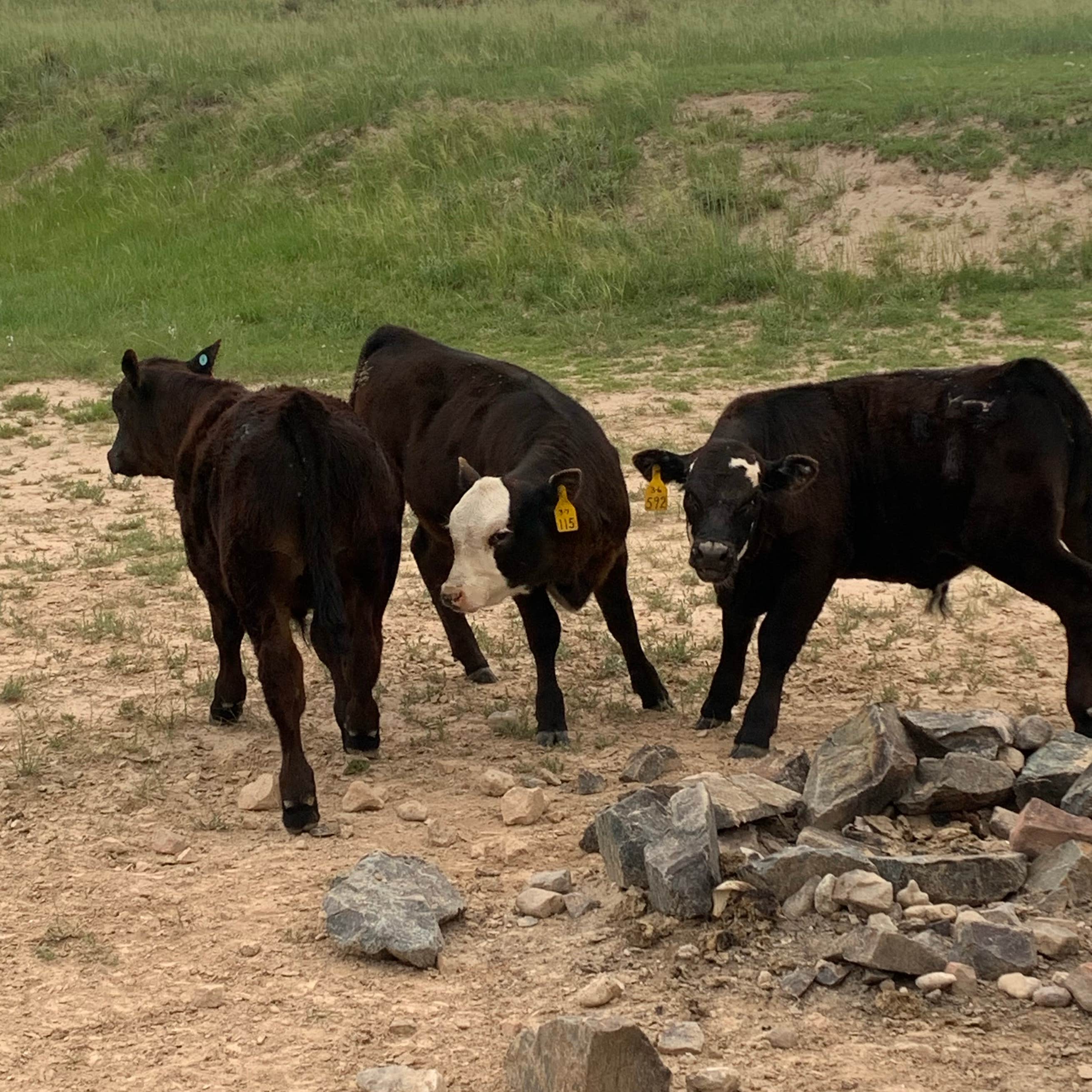 Pawnee Buttes - Dispersed Camping | Grover, CO