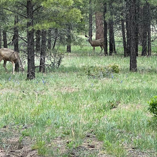 Coconino Rim Road, Fire Road 310 Kaibab Forest Camping | Grand Canyon, AZ