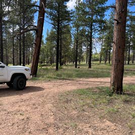 Coconino Rim Road, Fire Road 310 Kaibab Forest Camping | The Dyrt