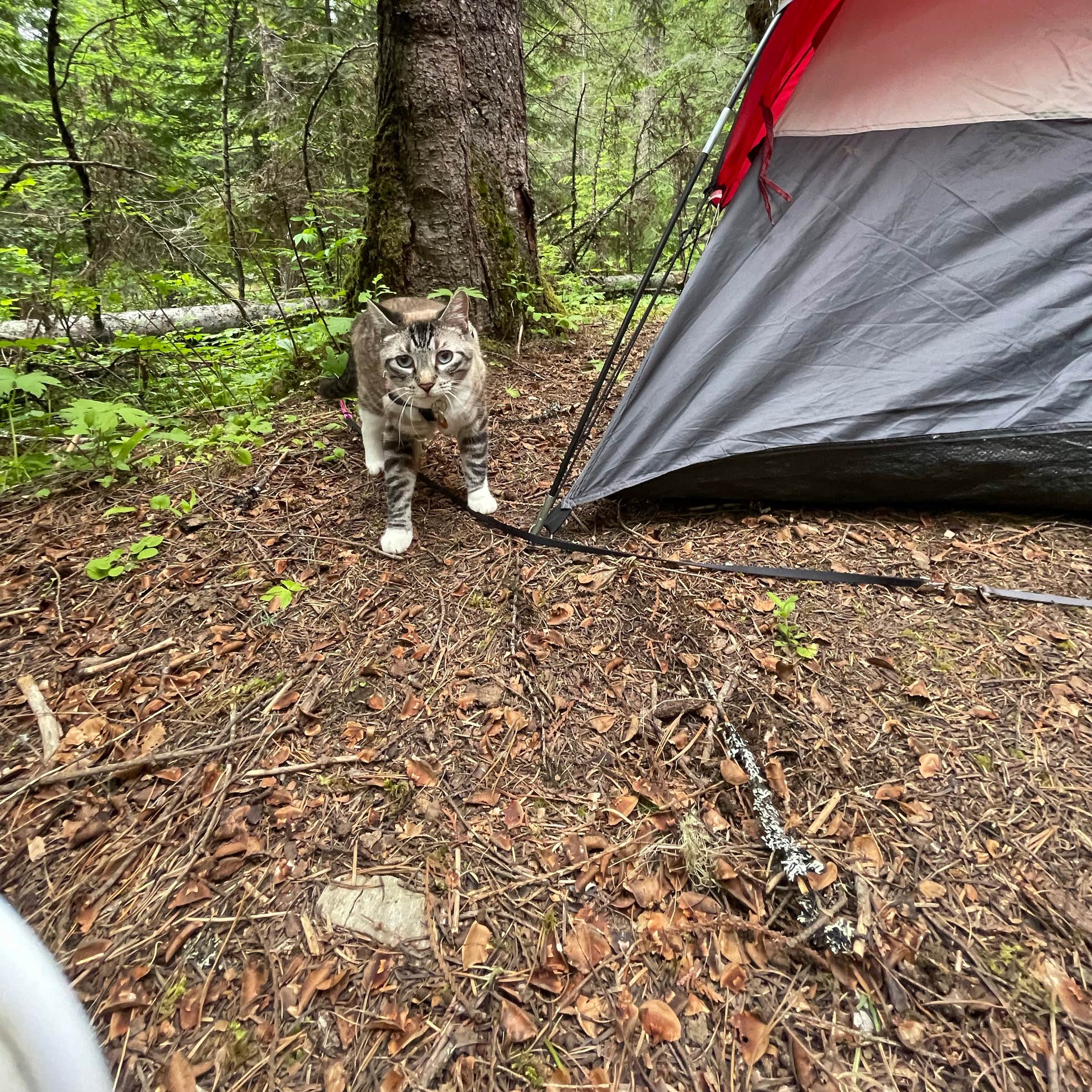 Emerald Creek Campground Camping | The Dyrt