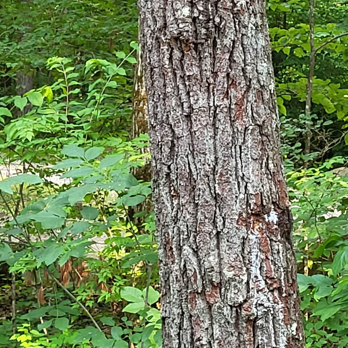Deerfield Campground — Promised Land State Park | Skytop, Pennsylvania